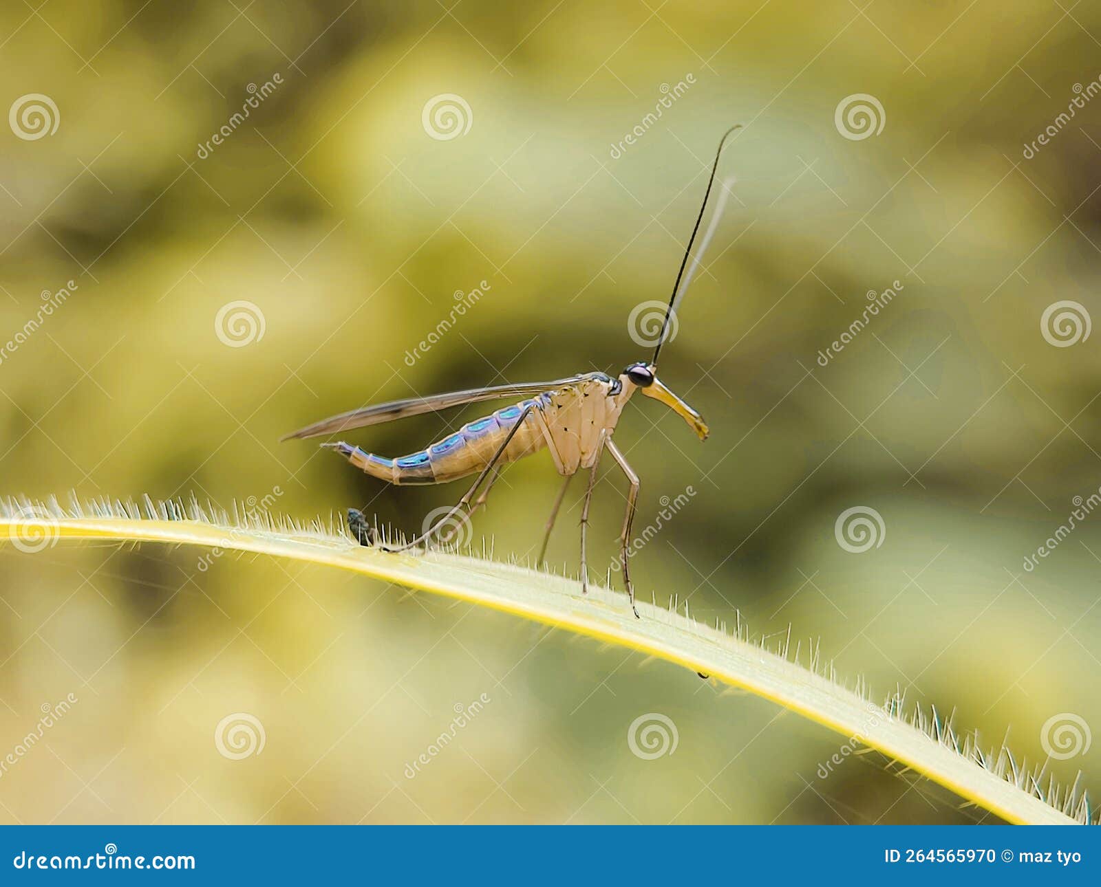 An Insect Shaped Like a Scorpion Was Perched on a Leaf Stock Photo ...