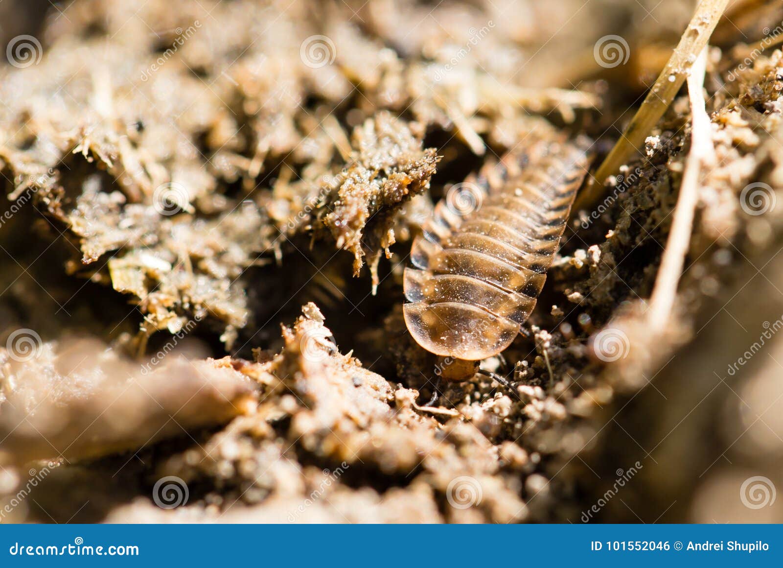 An Insect with a Shell in the Ground in the Nature Stock Photo - Image ...
