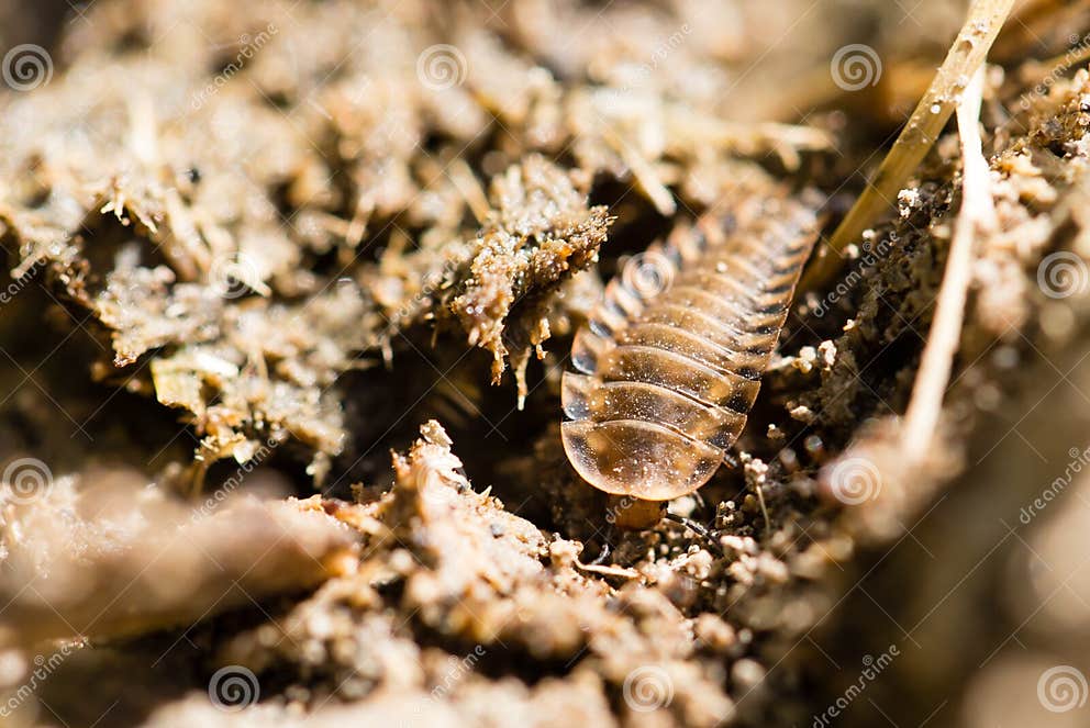 An Insect with a Shell in the Ground in the Nature Stock Photo - Image ...