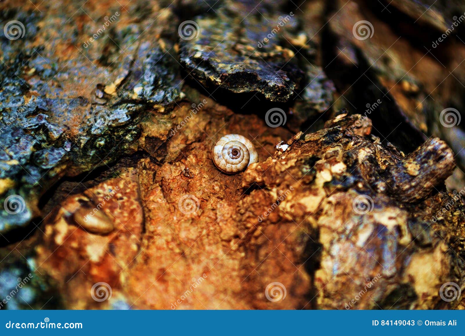 Insect shell stock image. Image of backyard, cooking - 84149043