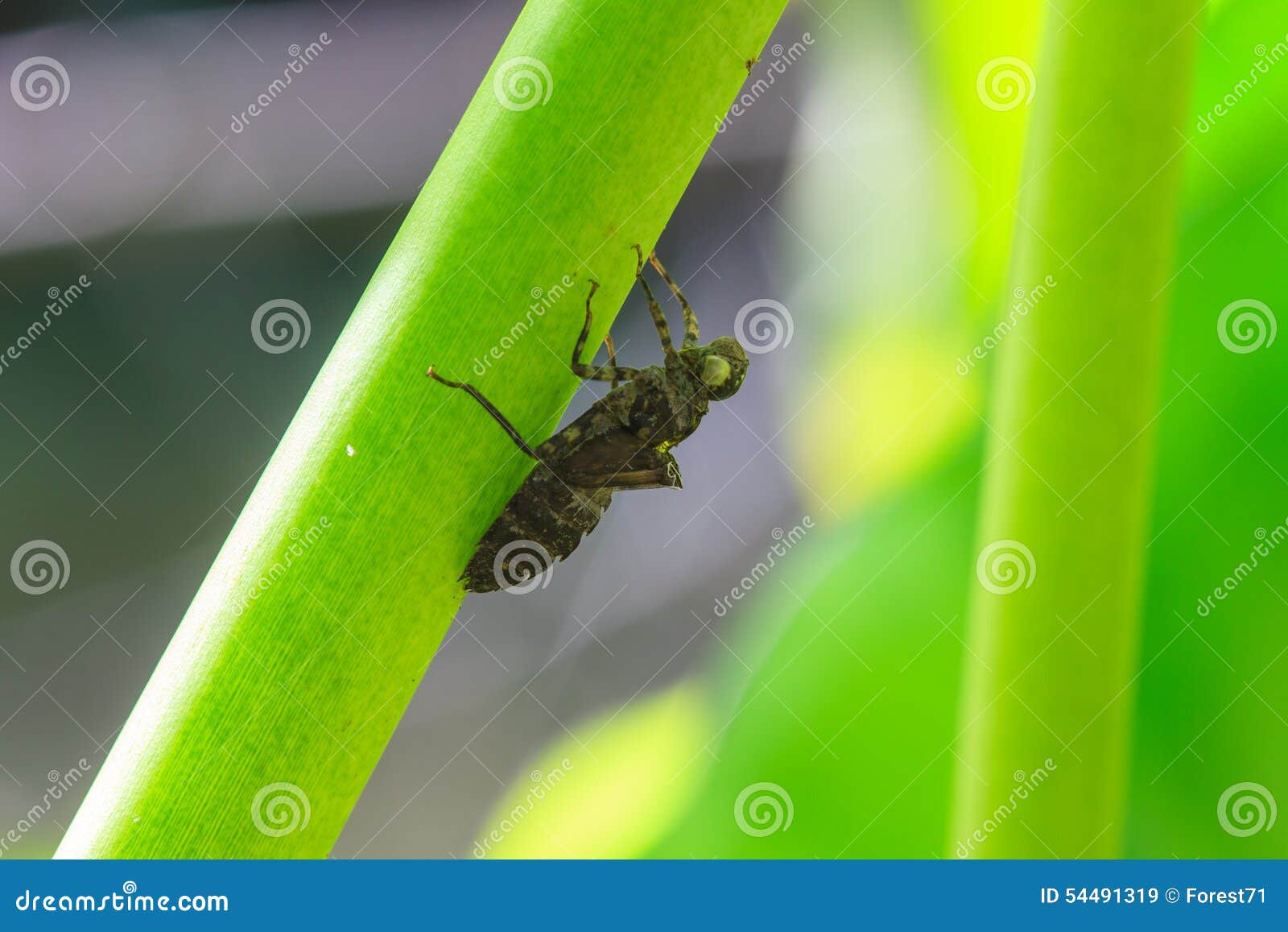 Insect shell stock image. Image of wing, nature, insect - 54491319