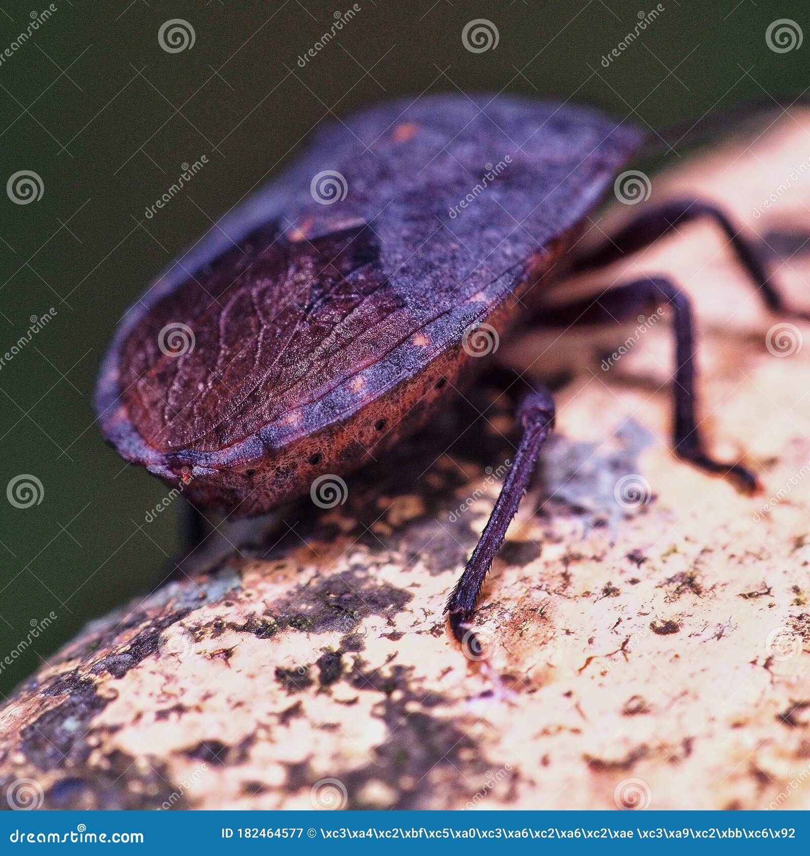 Insect Shows Beautiful Back Stock Image - Image of weevil, leaf: 182464577