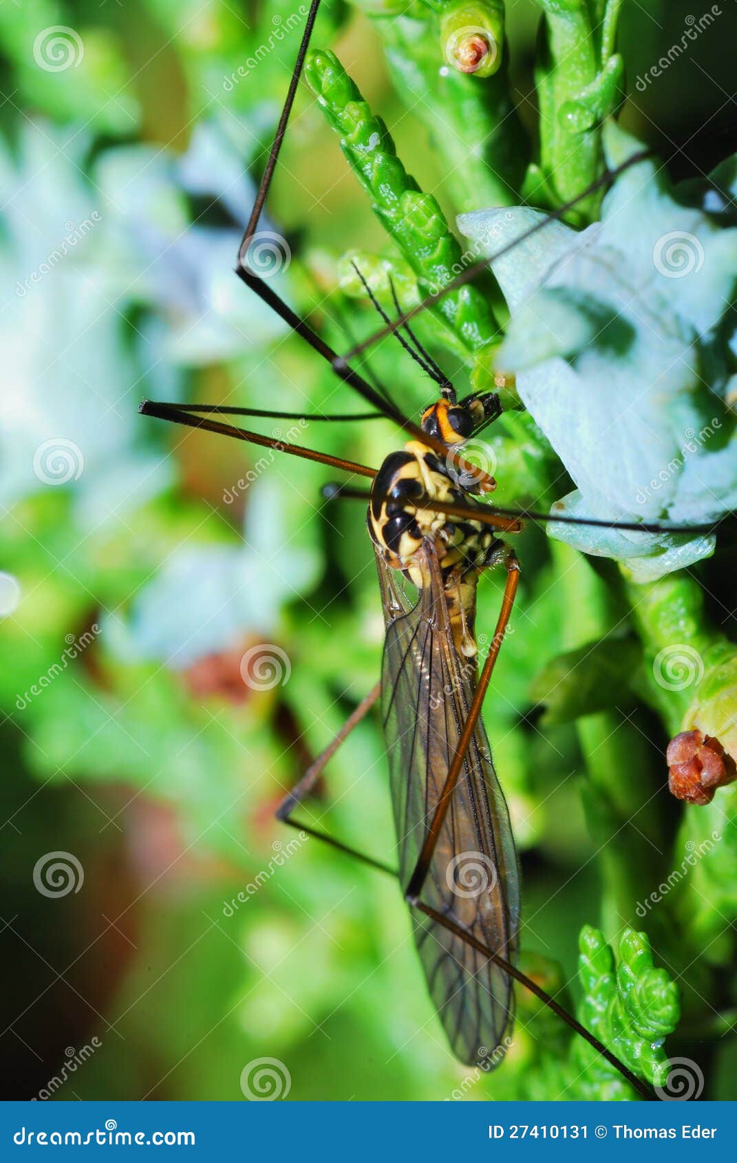 Insect on shrub stock image. Image of spring, green, garden - 27410131