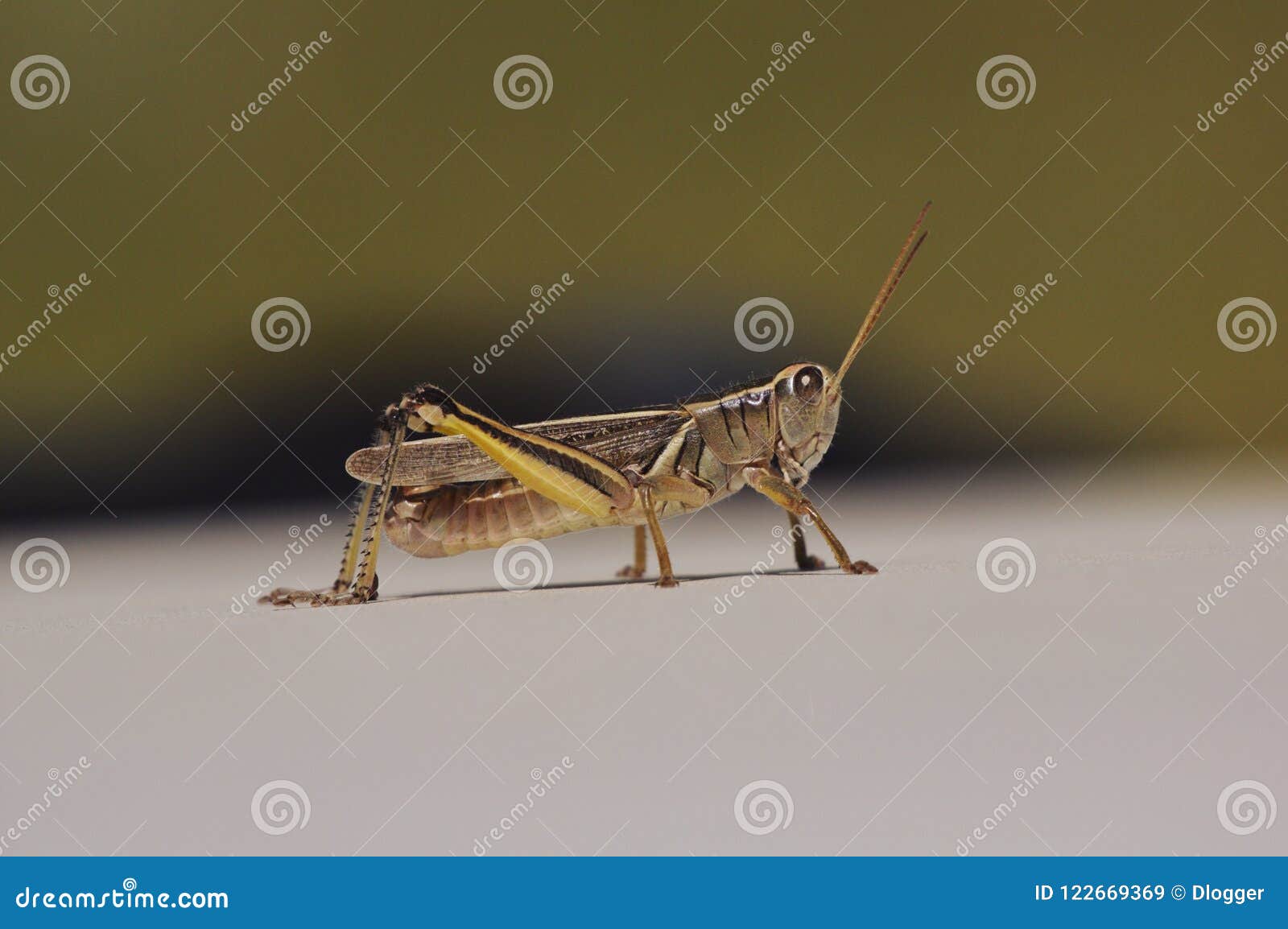 Grasshopper Standing on White Surface Stock Image - Image of nature ...