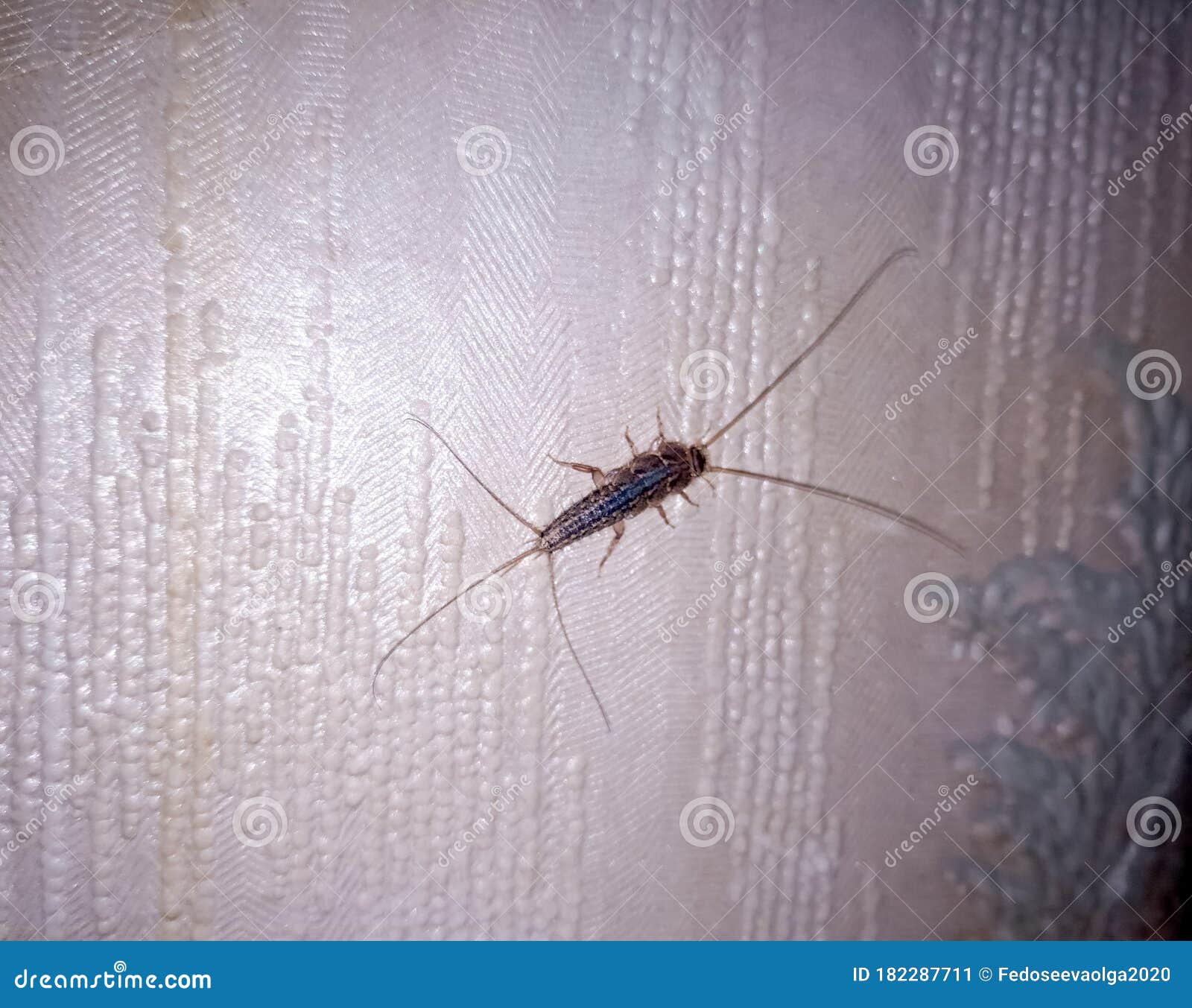 Insect Silverfish on Old Wallpaper Stock Image - Image of adhesives ...