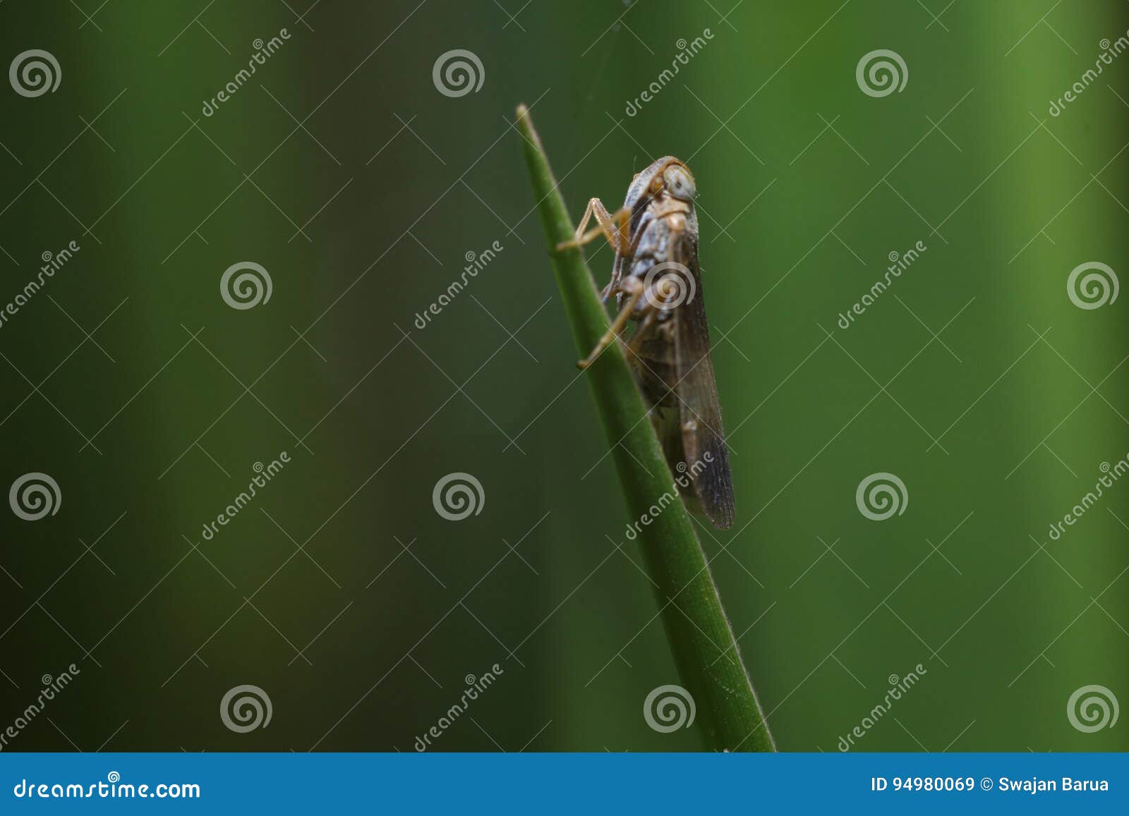Insect stock image. Image of single, insect, alone, green - 94980069
