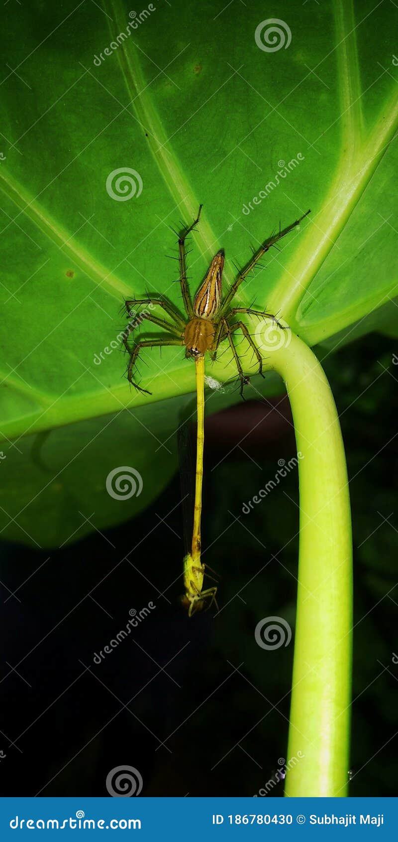 Insect sitting on a leaf stock photo. Image of green - 186780430