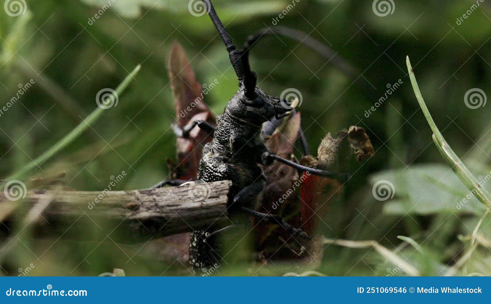 Insect Sitting in the Summer Meadow. Creative. Touching a Bug with a ...