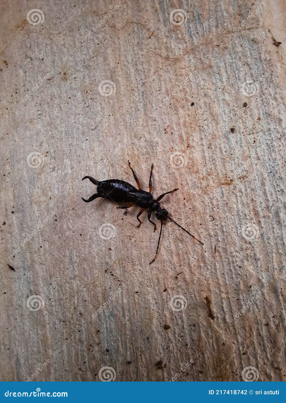 This is an Insect Sitting on the Wall Stock Photo - Image of soil, wall ...