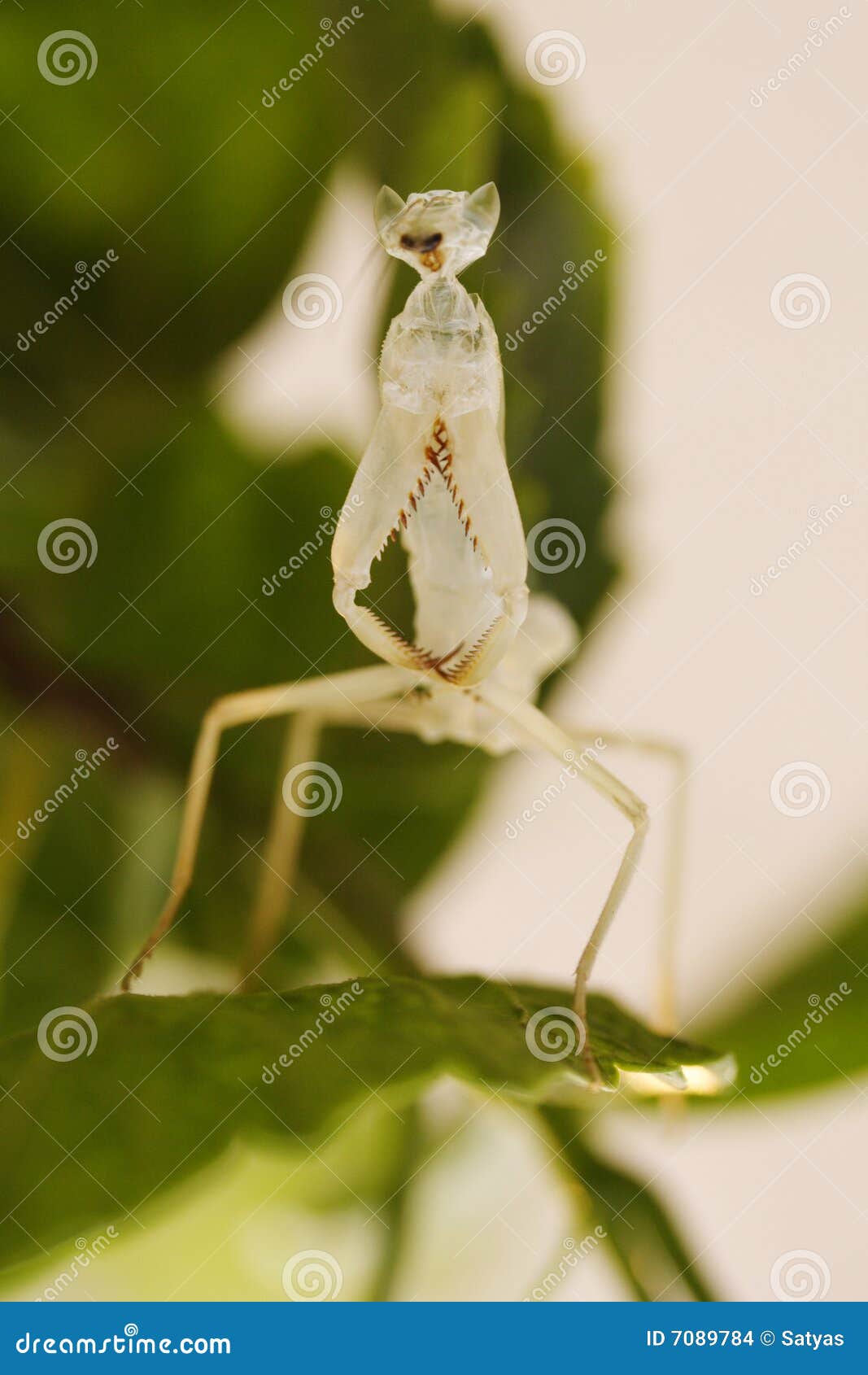 Insect skeleton stock photo. Image of environment, lush - 7089784
