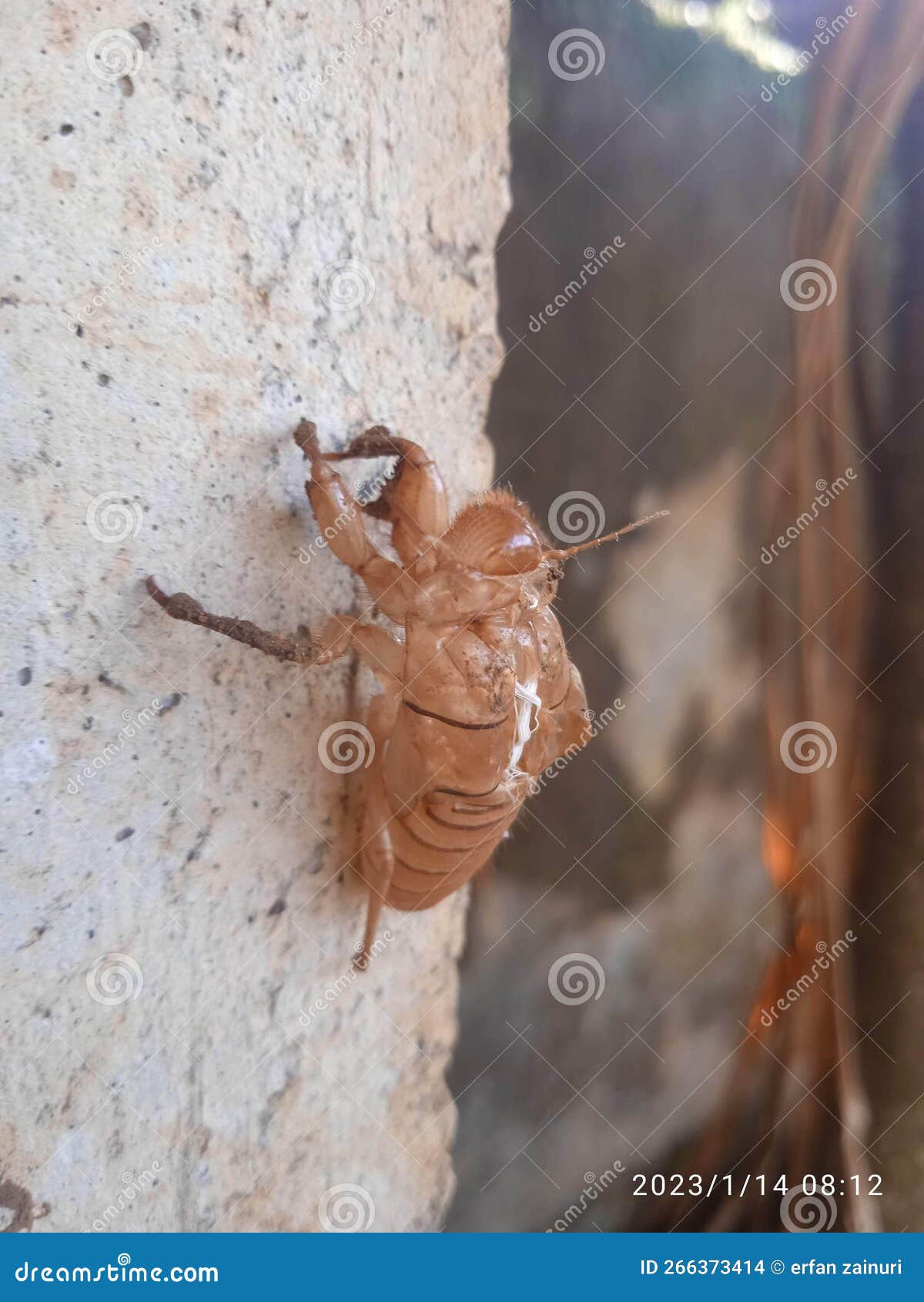 Insect Skeleton, Scul Off the Day Stock Photo - Image of skeleton ...