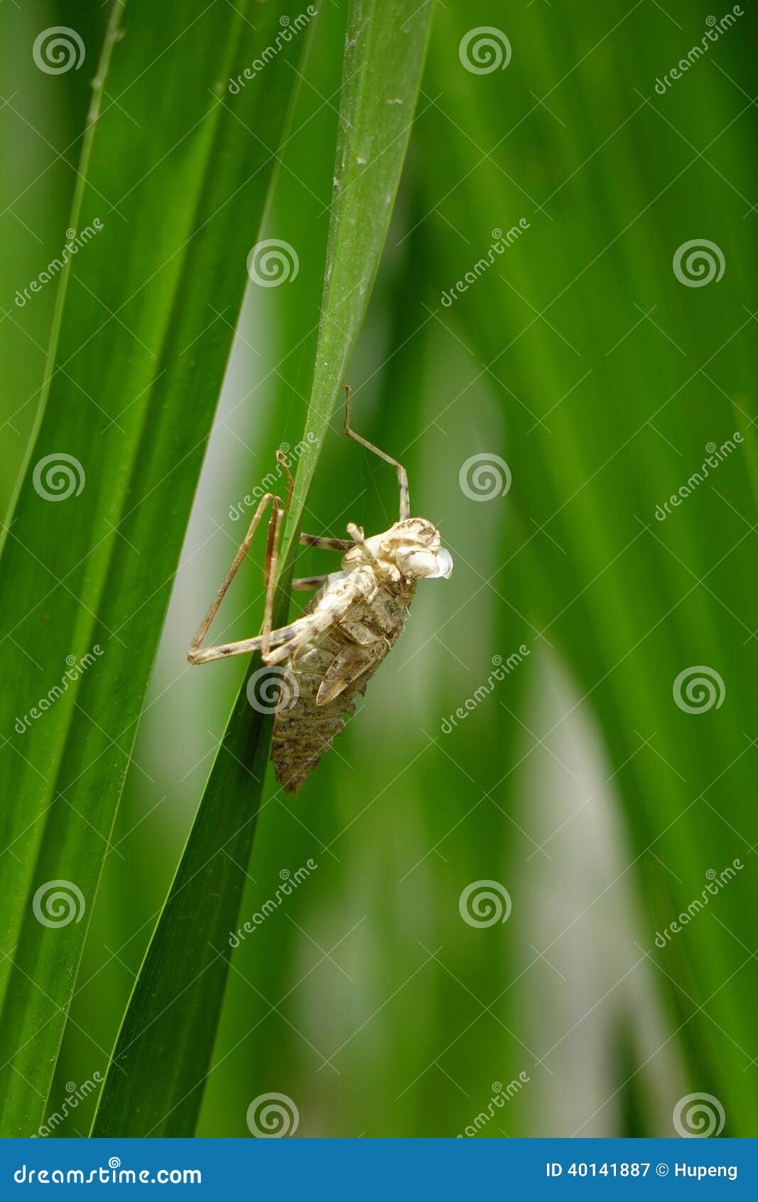 Insect skin on green leaf stock image. Image of background - 40141887