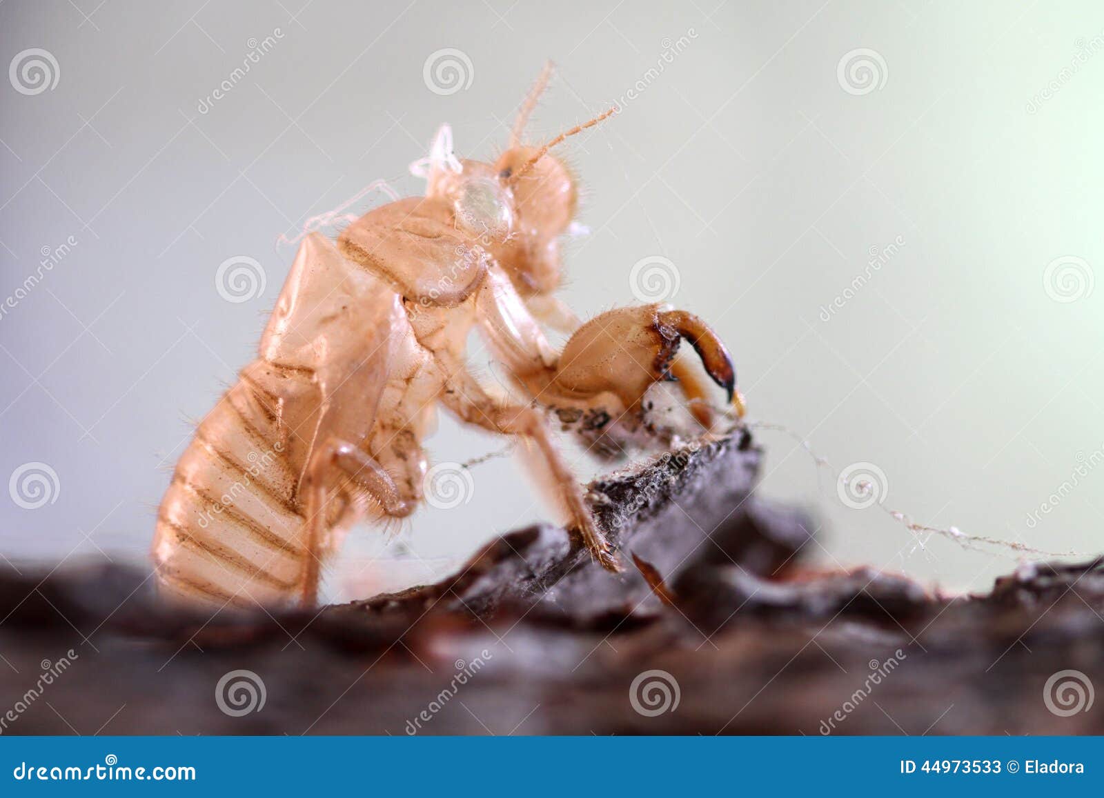 Insect Slough Off on the Tree Stock Image - Image of insect, brown ...