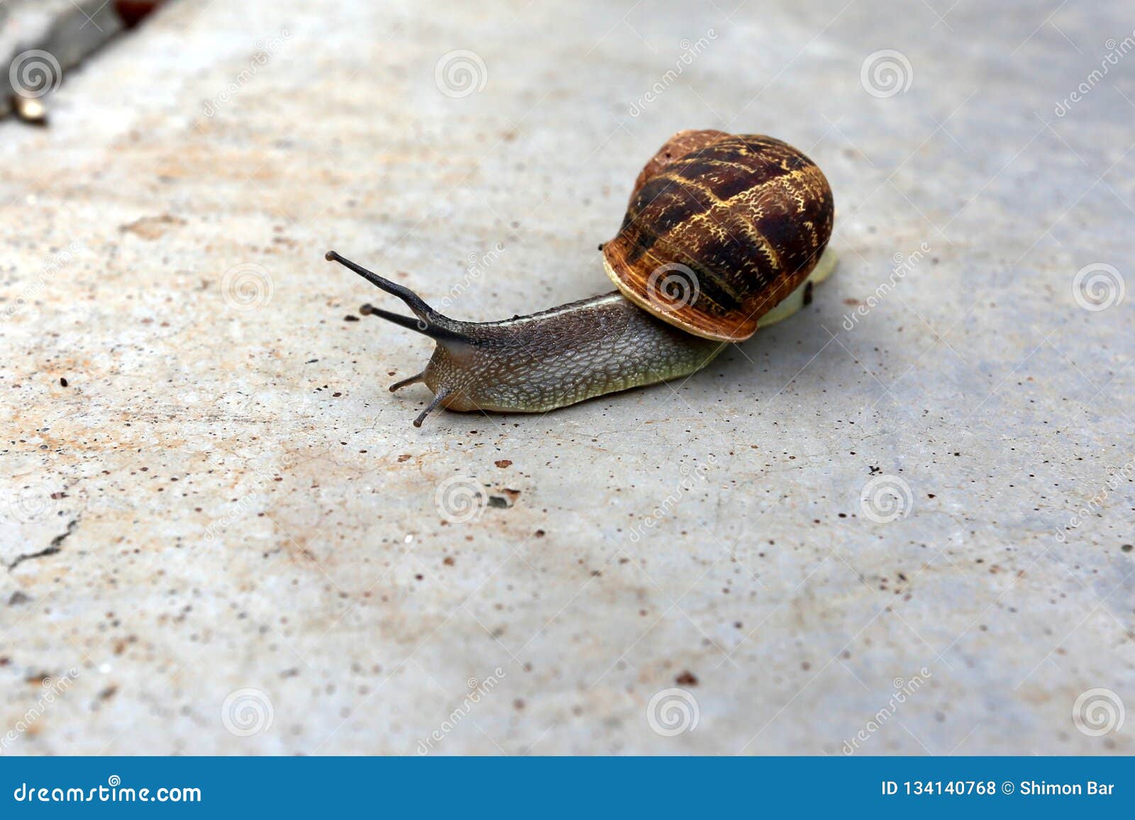 Insect - Small Invertebrate Arthropod Stock Photo - Image of morning ...