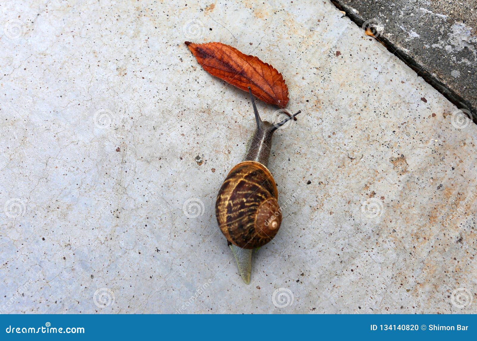 Insect - Small Invertebrate Arthropod Stock Photo - Image of plants ...