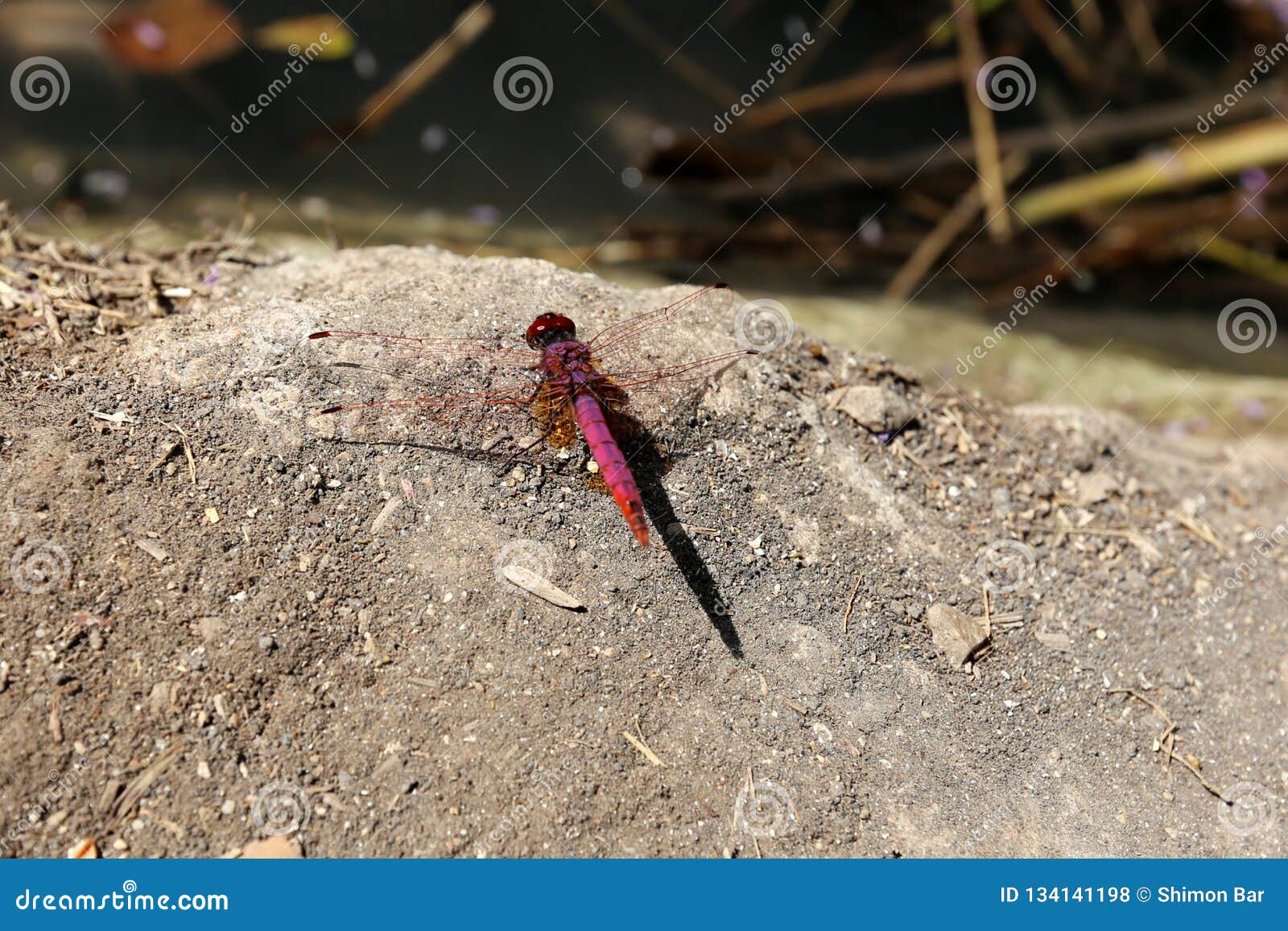Insect - Small Invertebrate Arthropod Stock Photo - Image of fauna ...