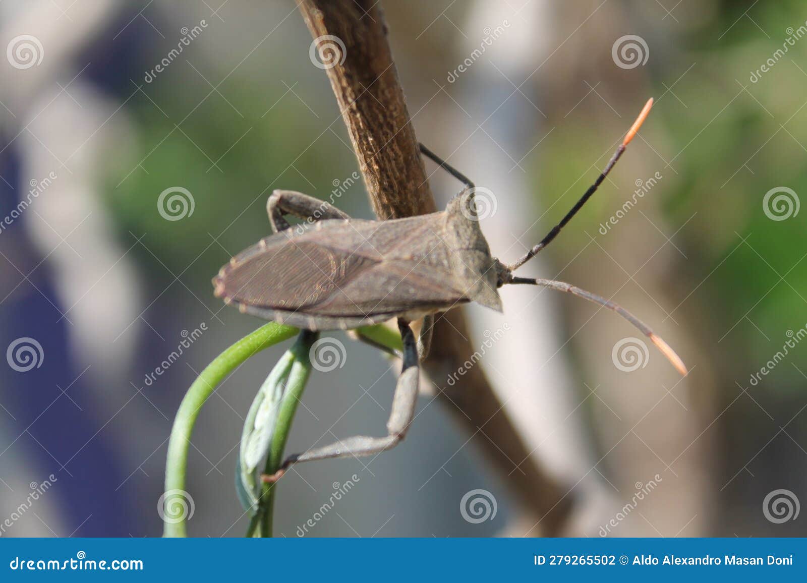 An Insect with Small Legs and Two Antennae on Its Head Stock Photo ...