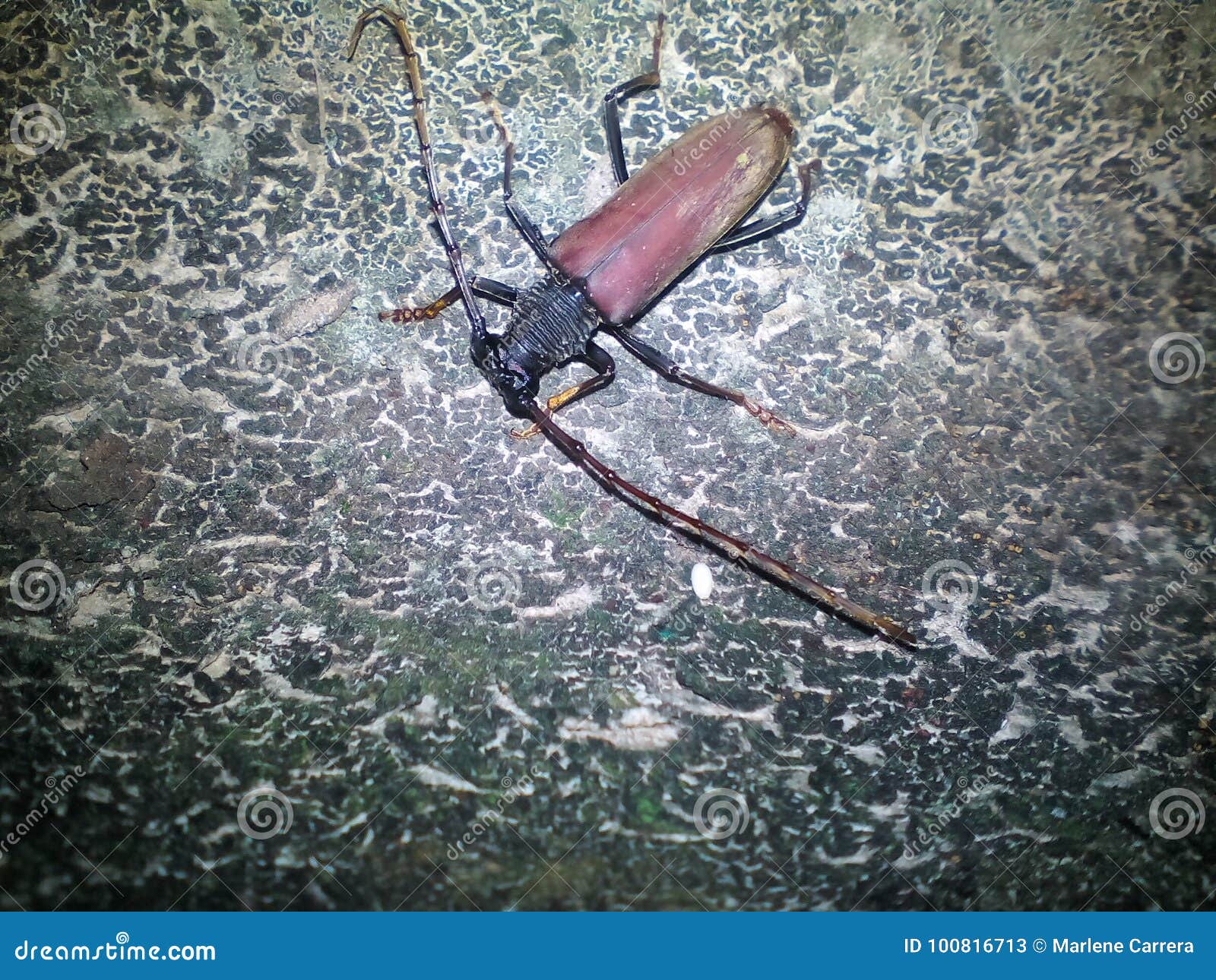 Insect stock image. Image of small, insect, nature, travell - 100816713