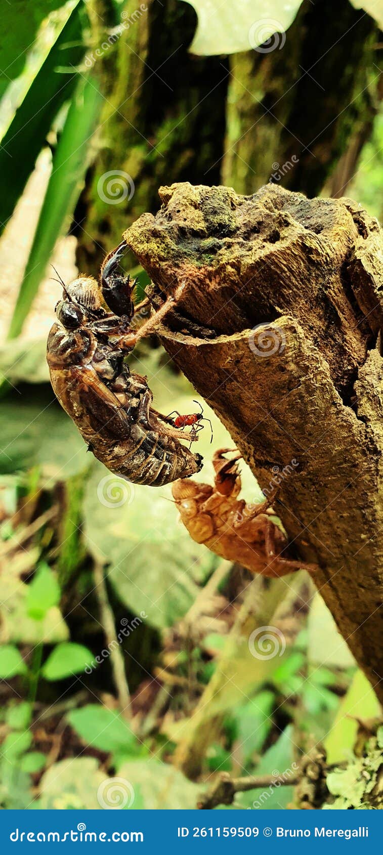 Insect Small World stock image. Image of green, leaf - 261159509