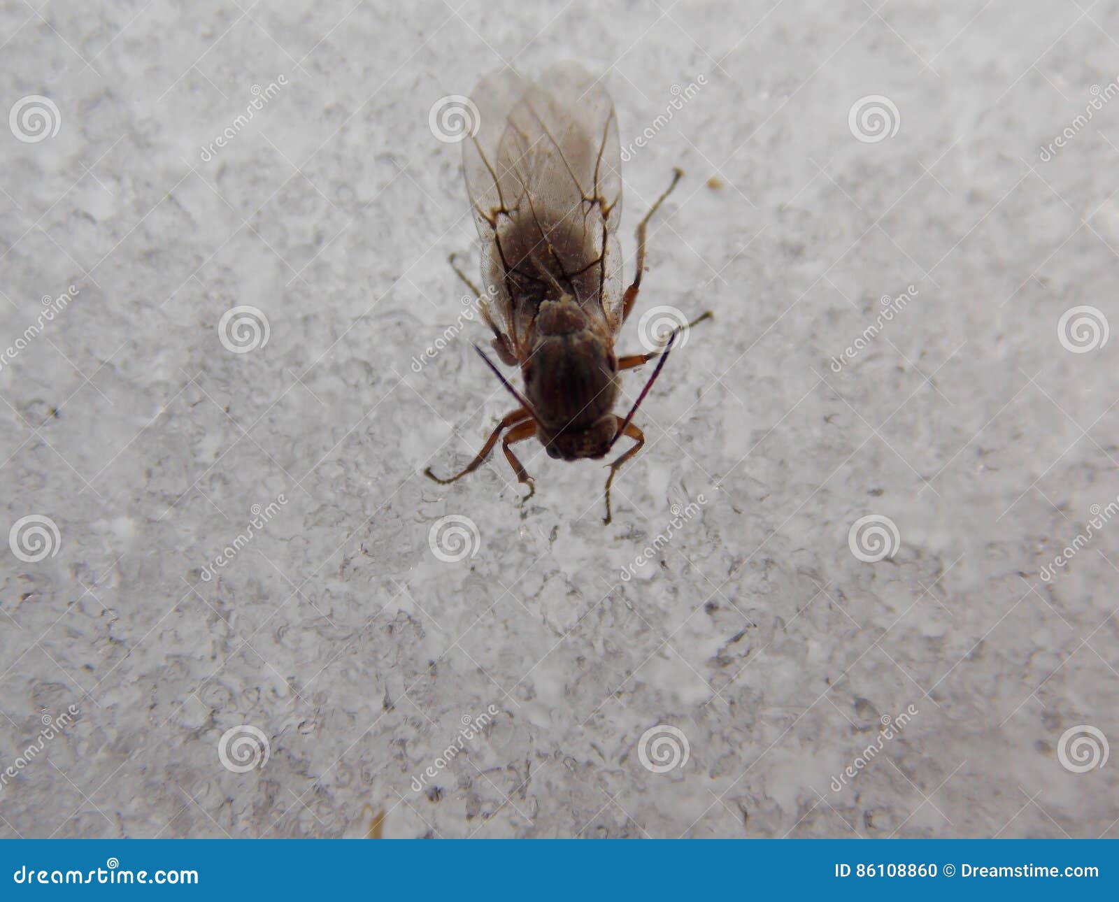 An insect on the snow stock photo. Image of insect, magnification ...