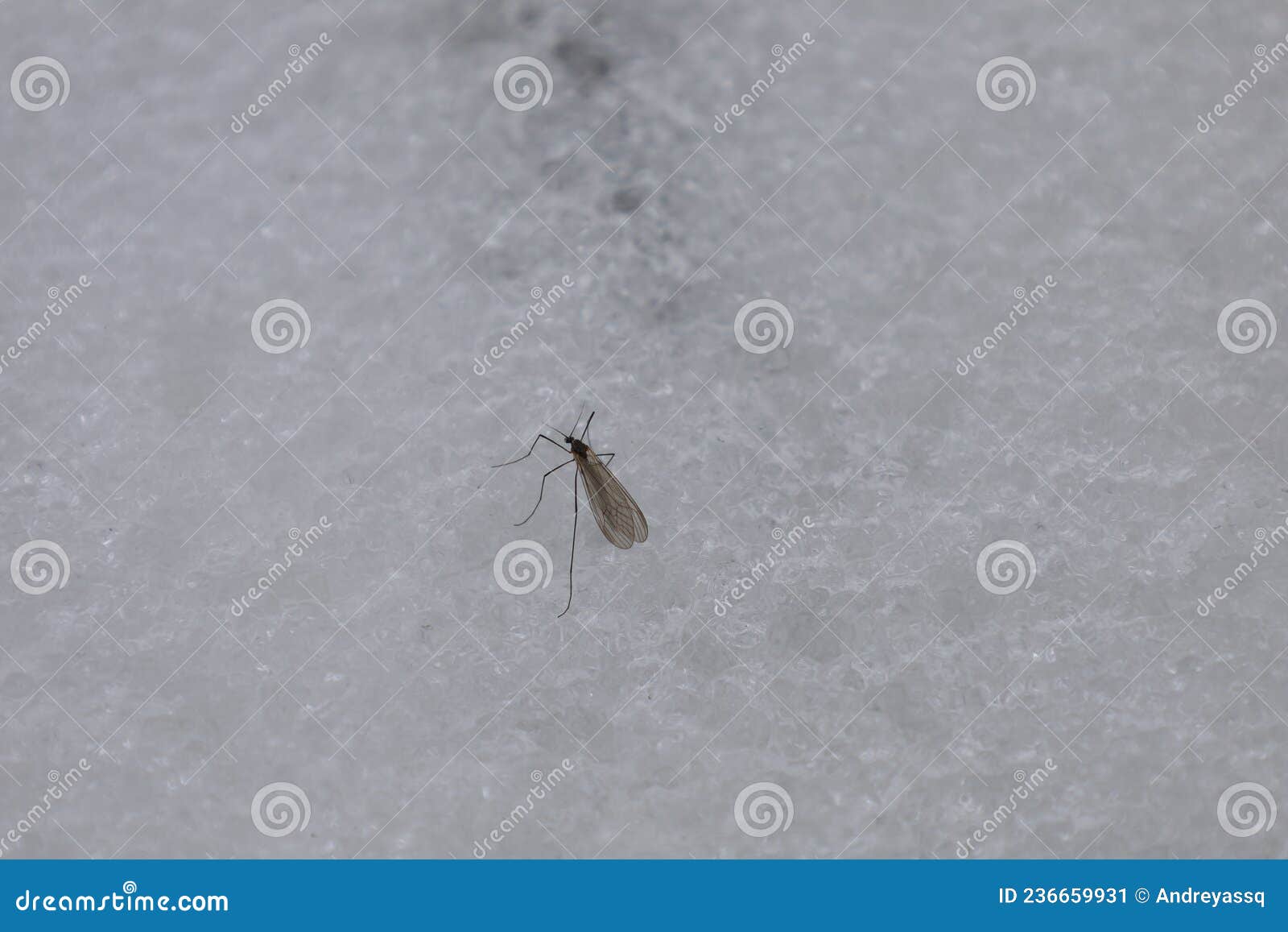 Mosquito in the Snow in the Winter Forest, with Broken Wing Stock Image ...