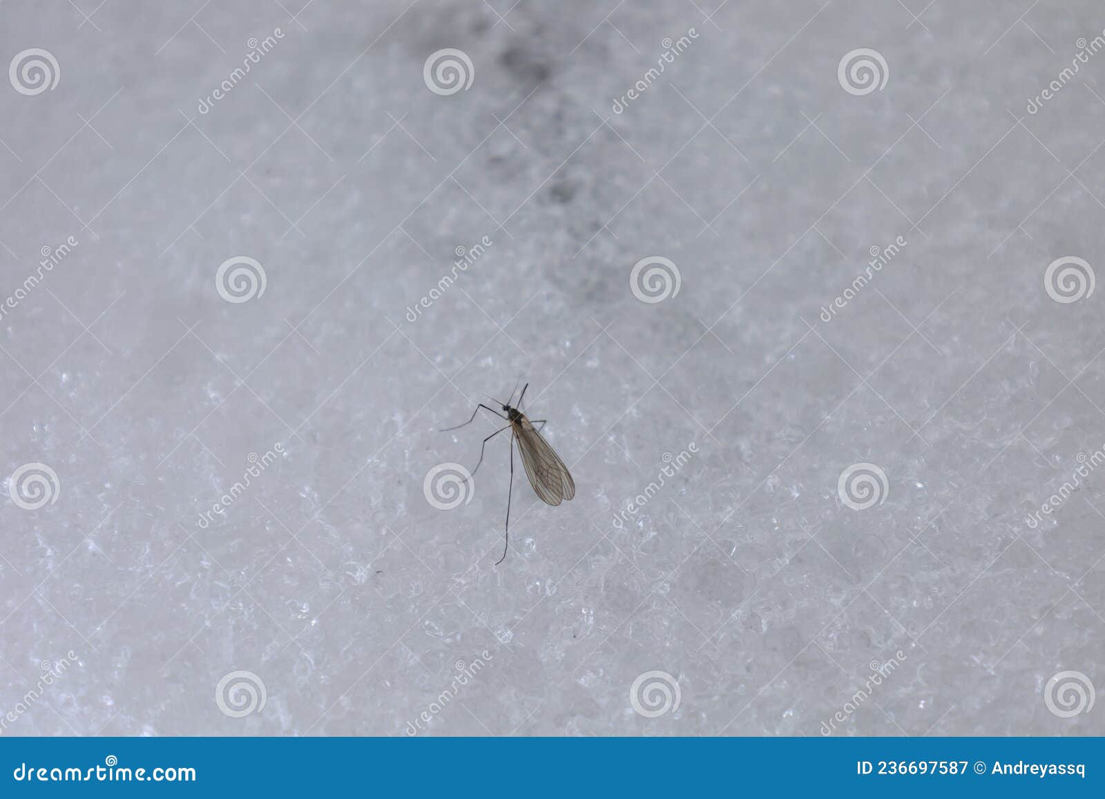 Mosquito in the Snow in the Winter Forest, with Broken Wing Stock Image ...