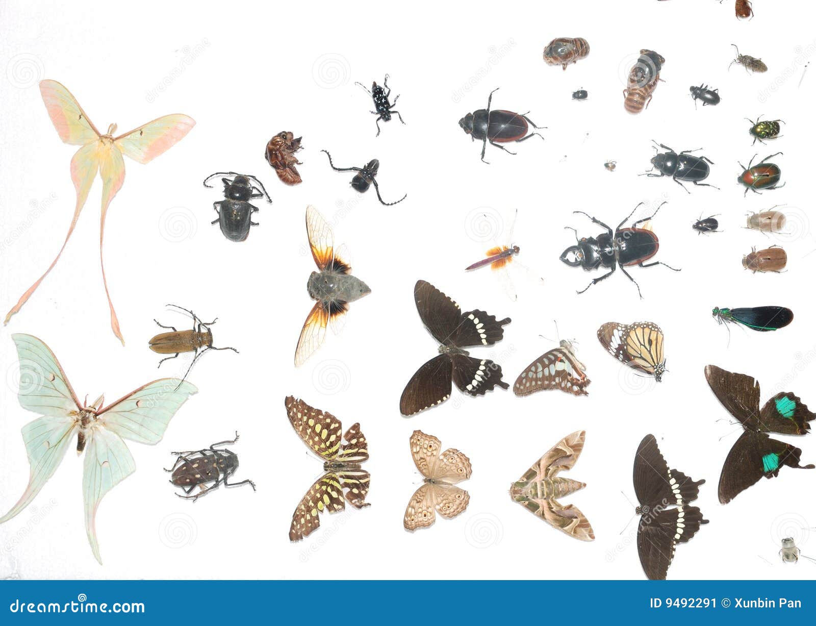 Insect specimen stock illustration. Illustration of frail - 9492291