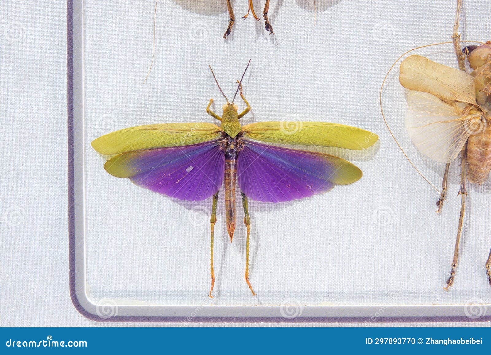 Insect specimen stock photo. Image of insect, wildlife - 297893770