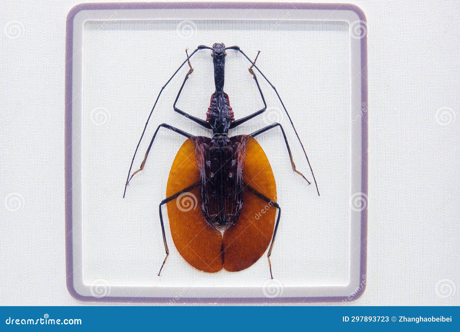 Insect specimen stock image. Image of sample, phasmidae - 297893723