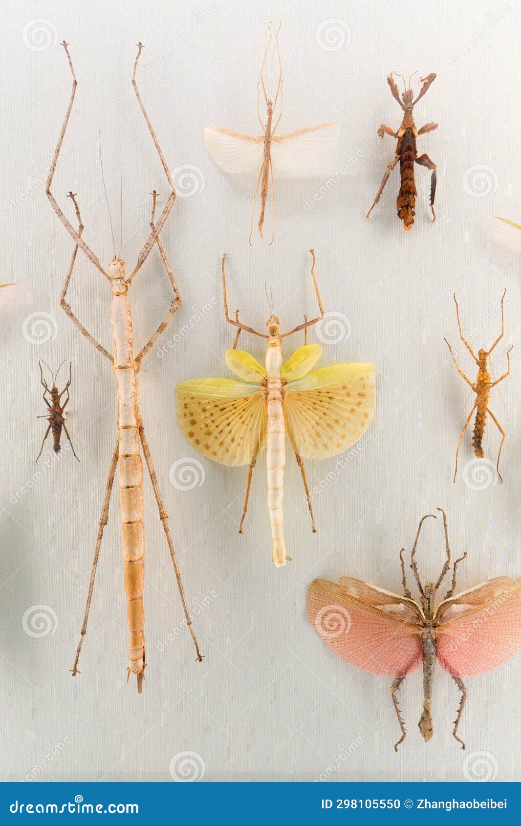 Insect specimen stock photo. Image of life, phasmidae - 298105550