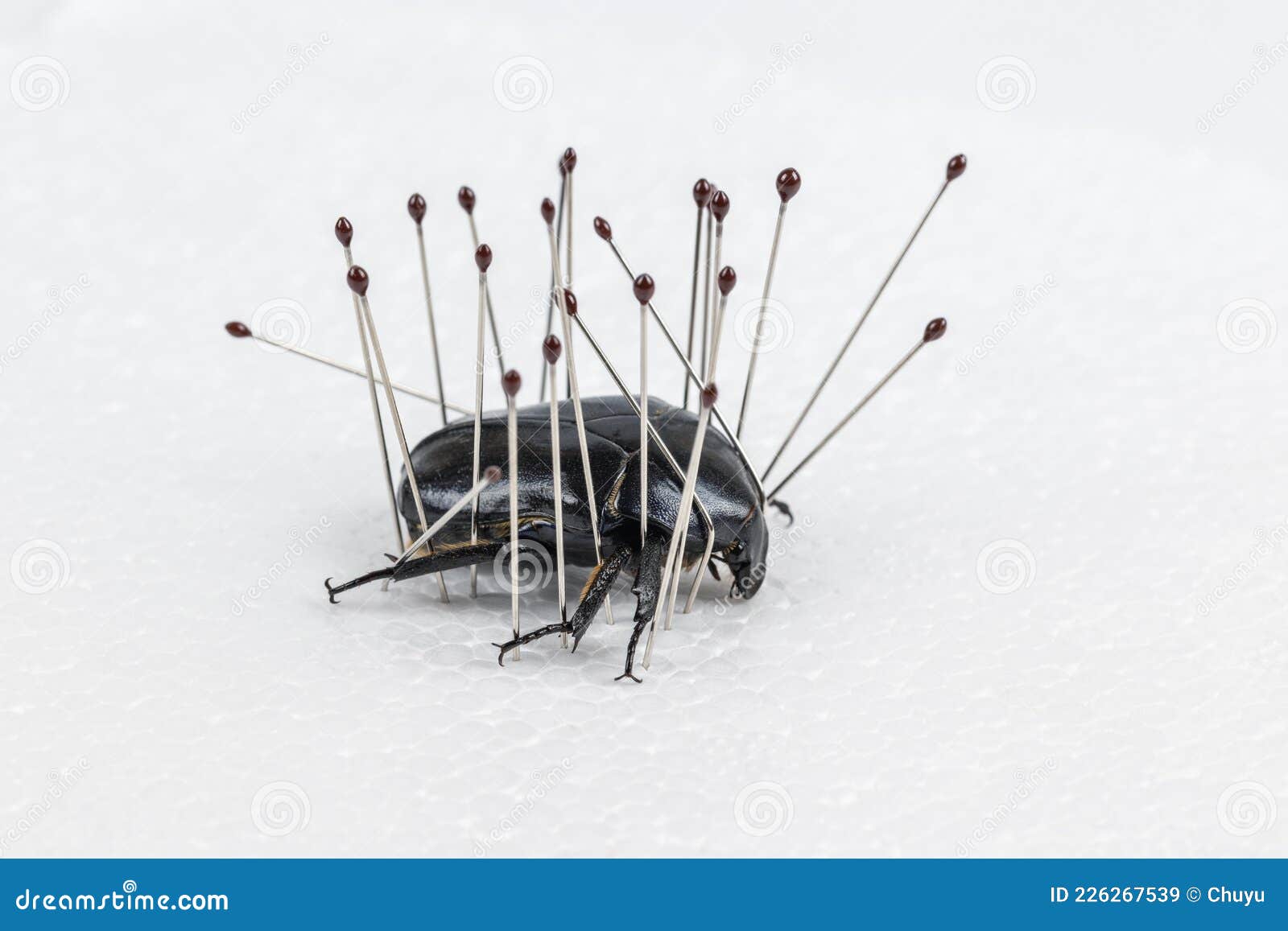 Insect Specimen Making, Darkling Beetle Closeup Stock Image - Image of ...