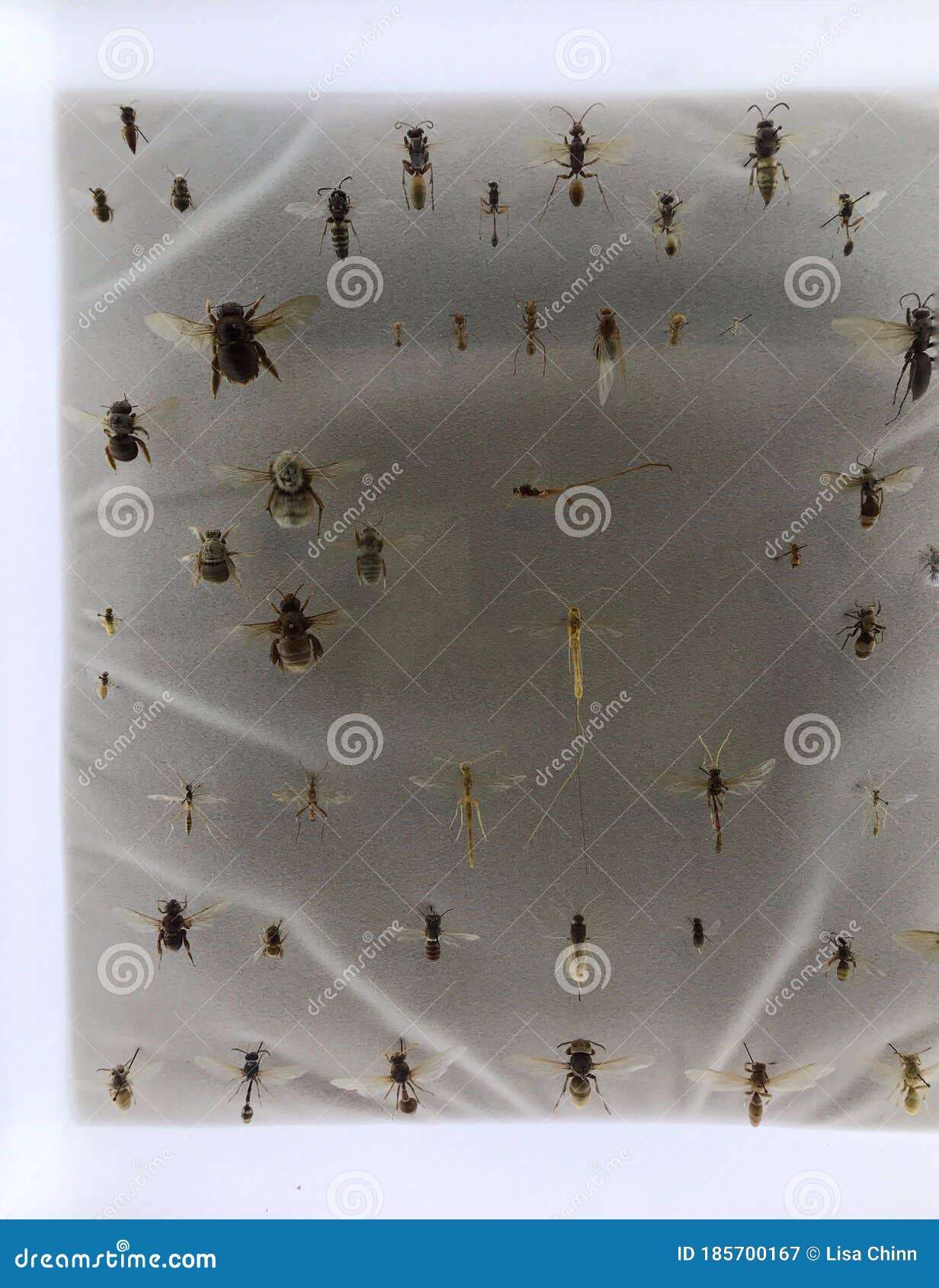 Insect Specimens in Insectarium Display Editorial Photography - Image ...