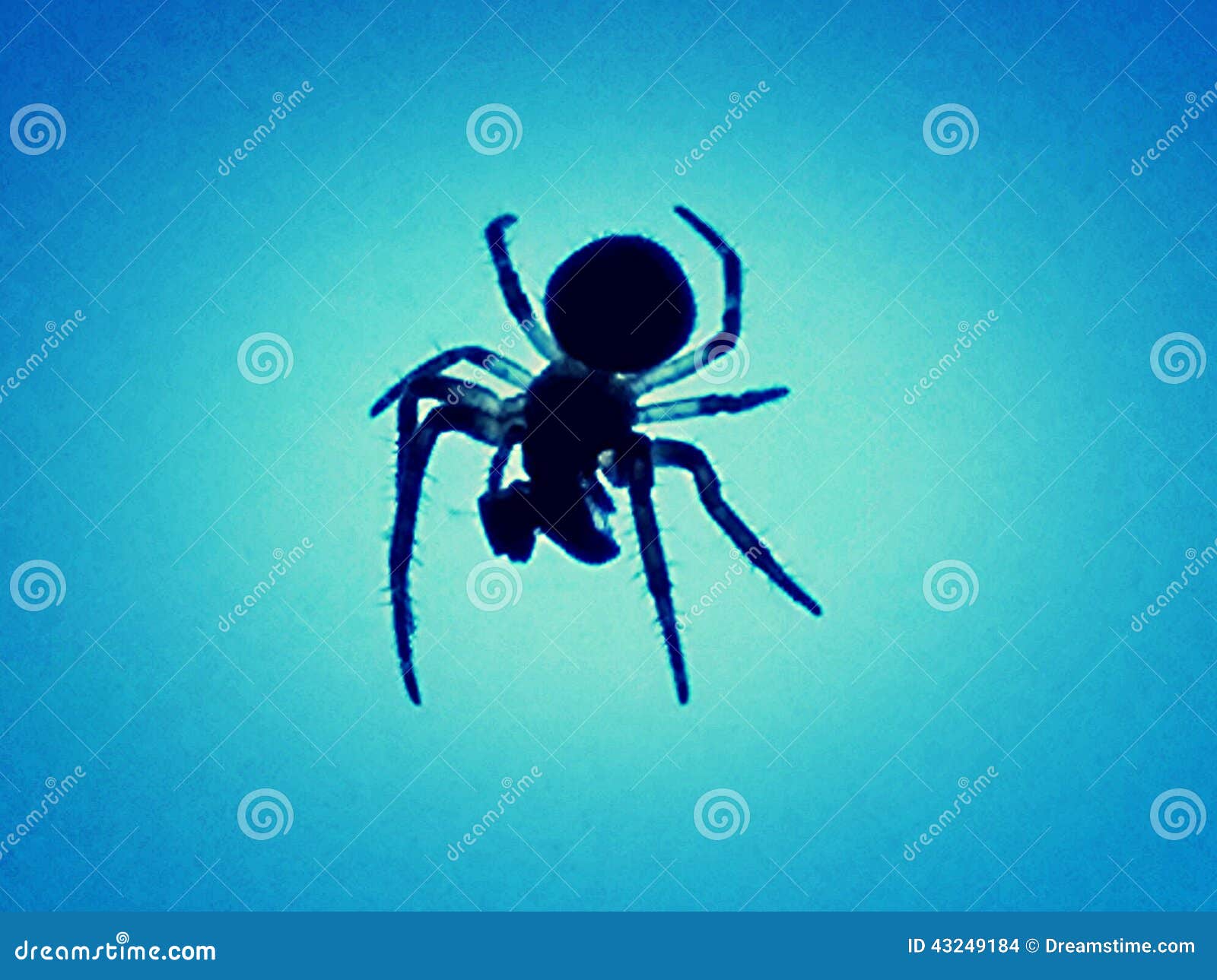 Insect spider stock photo. Image of insect, spider, blue - 43249184