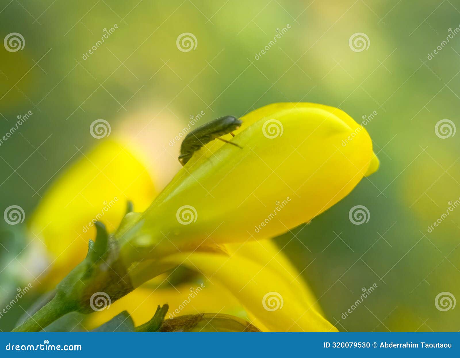 An Insect on Spring Flowers Stock Photo - Image of flowers, insect ...