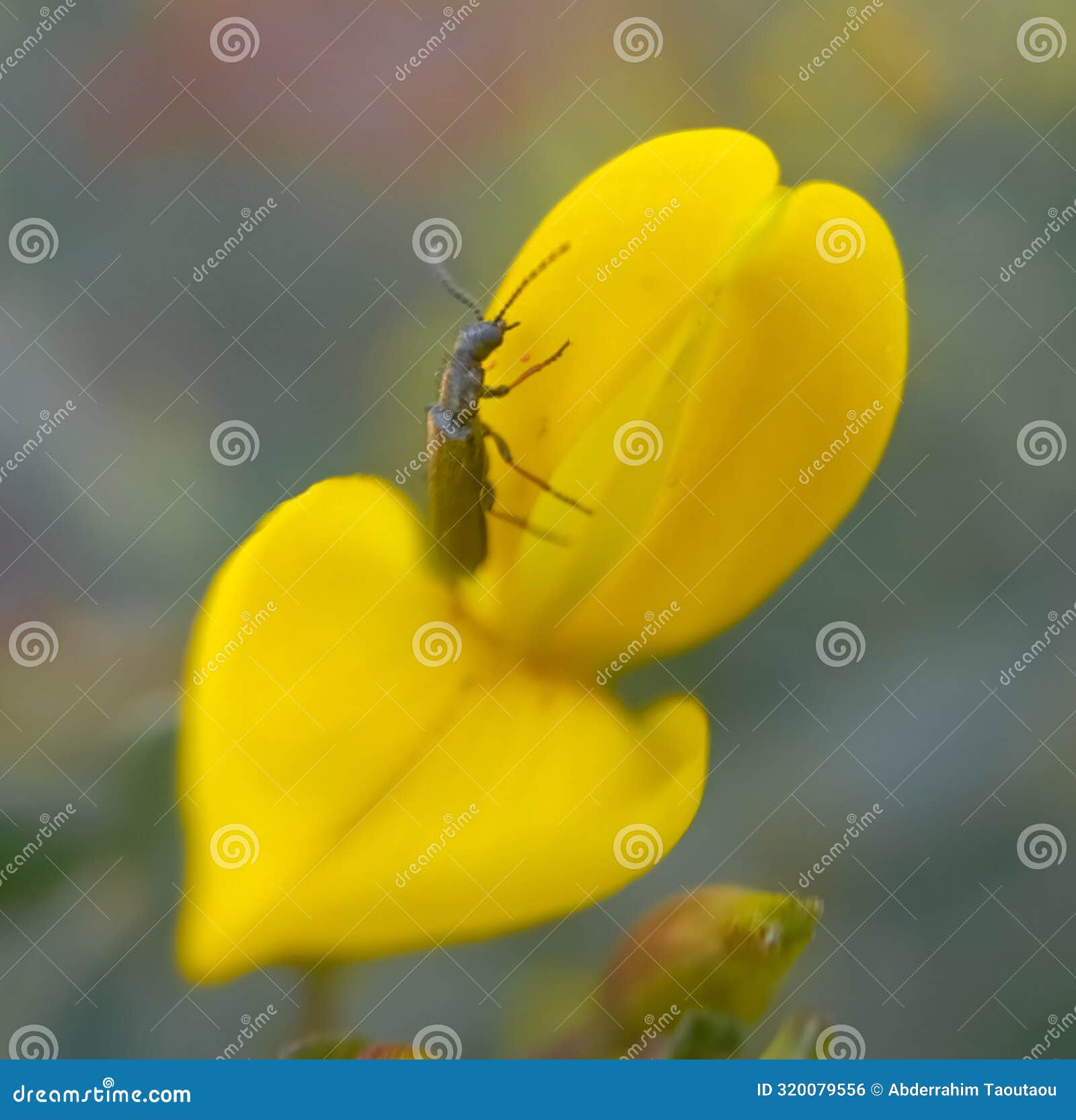 An Insect on Spring Flowers Stock Photo - Image of flowers, nature ...