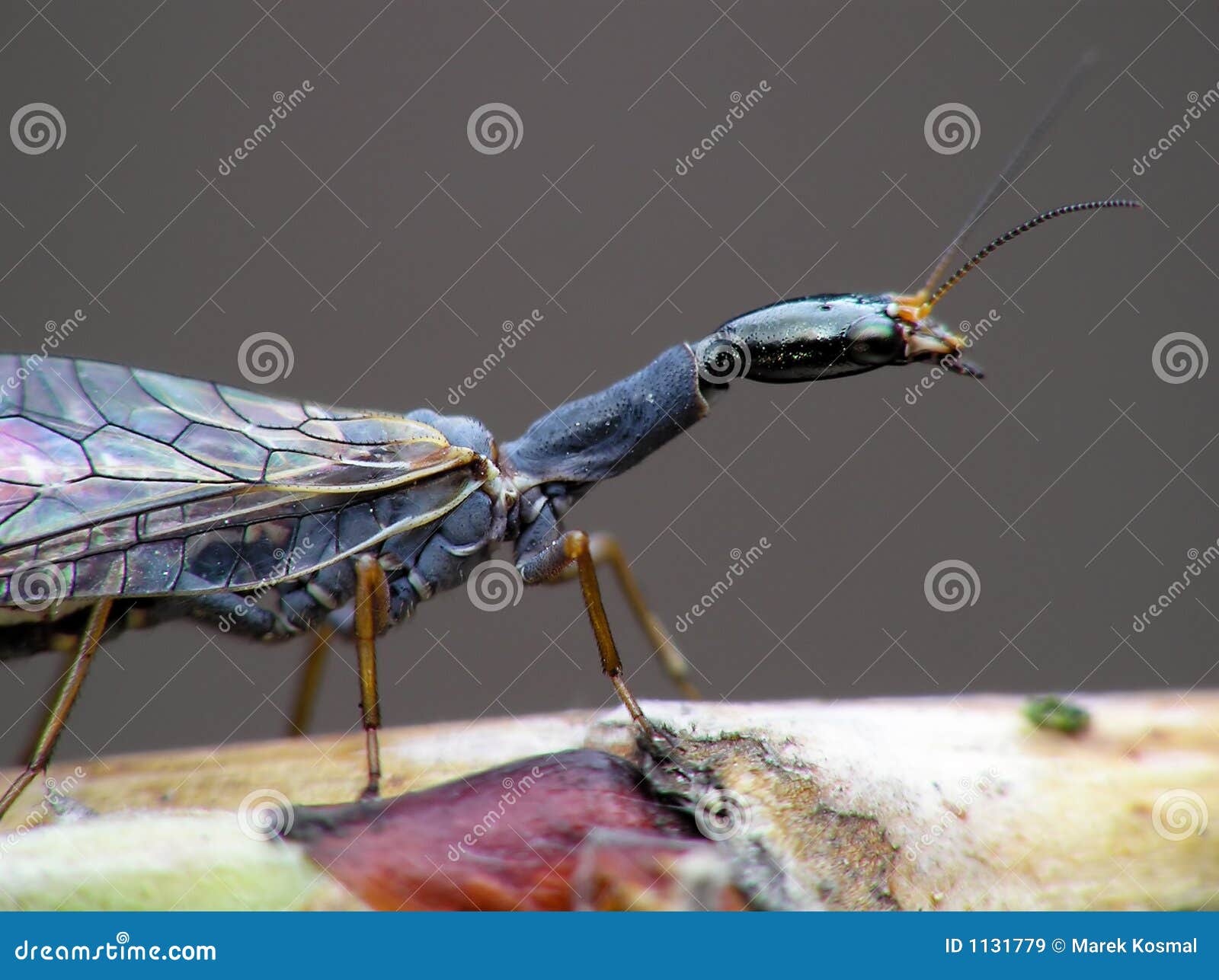 Insect With Stained-glass Window In Wings Royalty-Free Stock ...