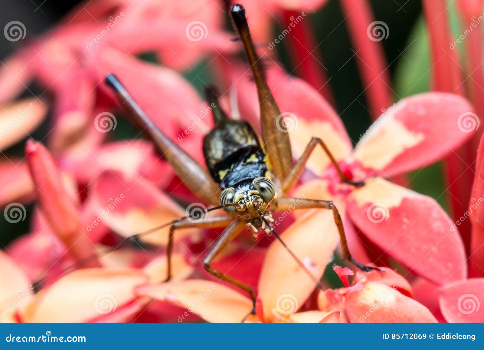 Insect stock image. Image of nature, flower, macro, leaf - 85712069