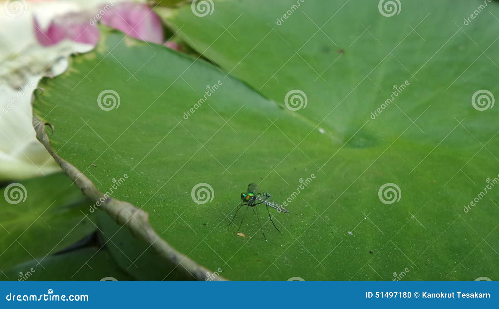 An Insect Standing on the Lotus Leaf Stock Photo - Image of lotus ...