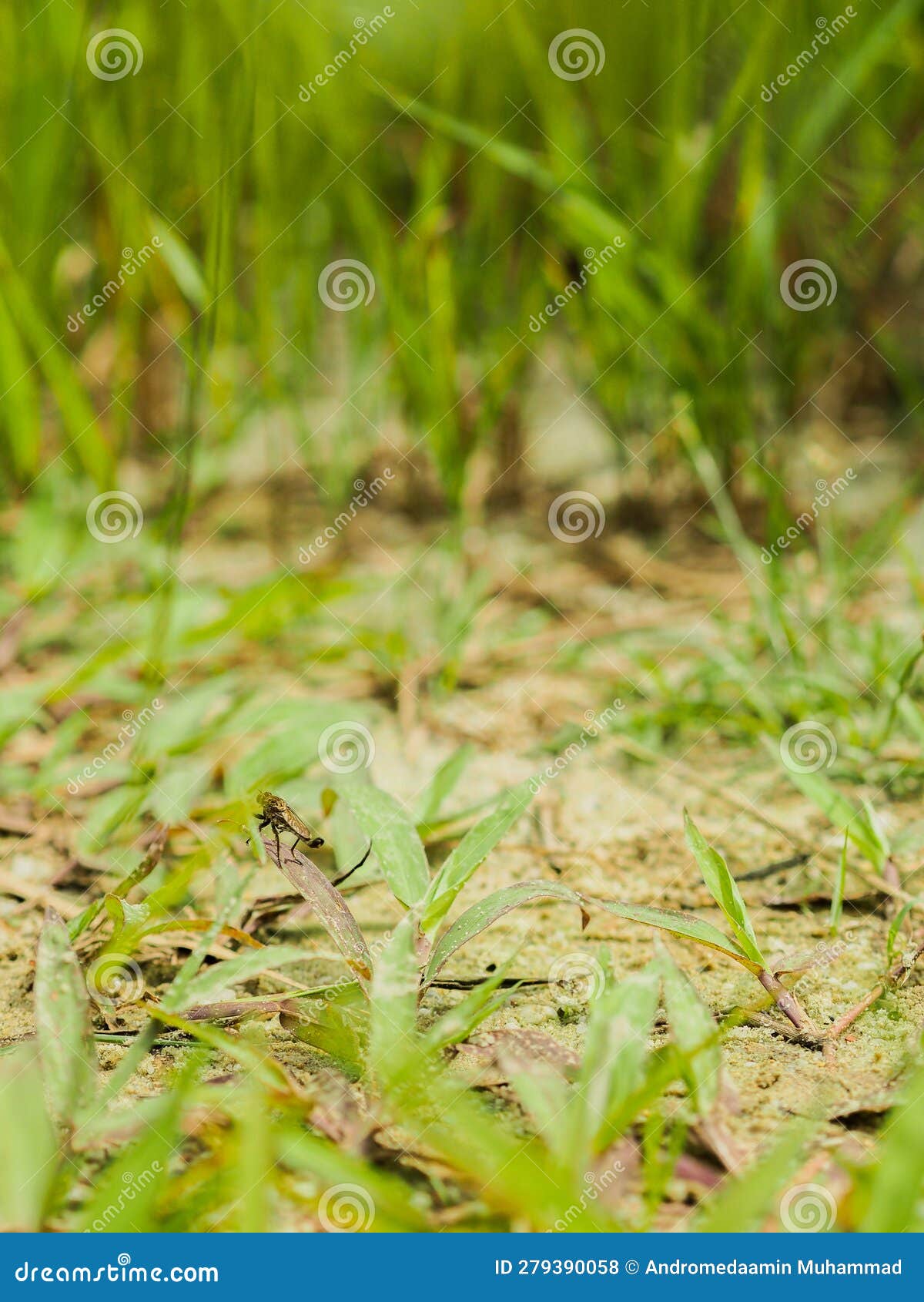 An Insect Staying among the Grass and Plants Stock Photo - Image of ...