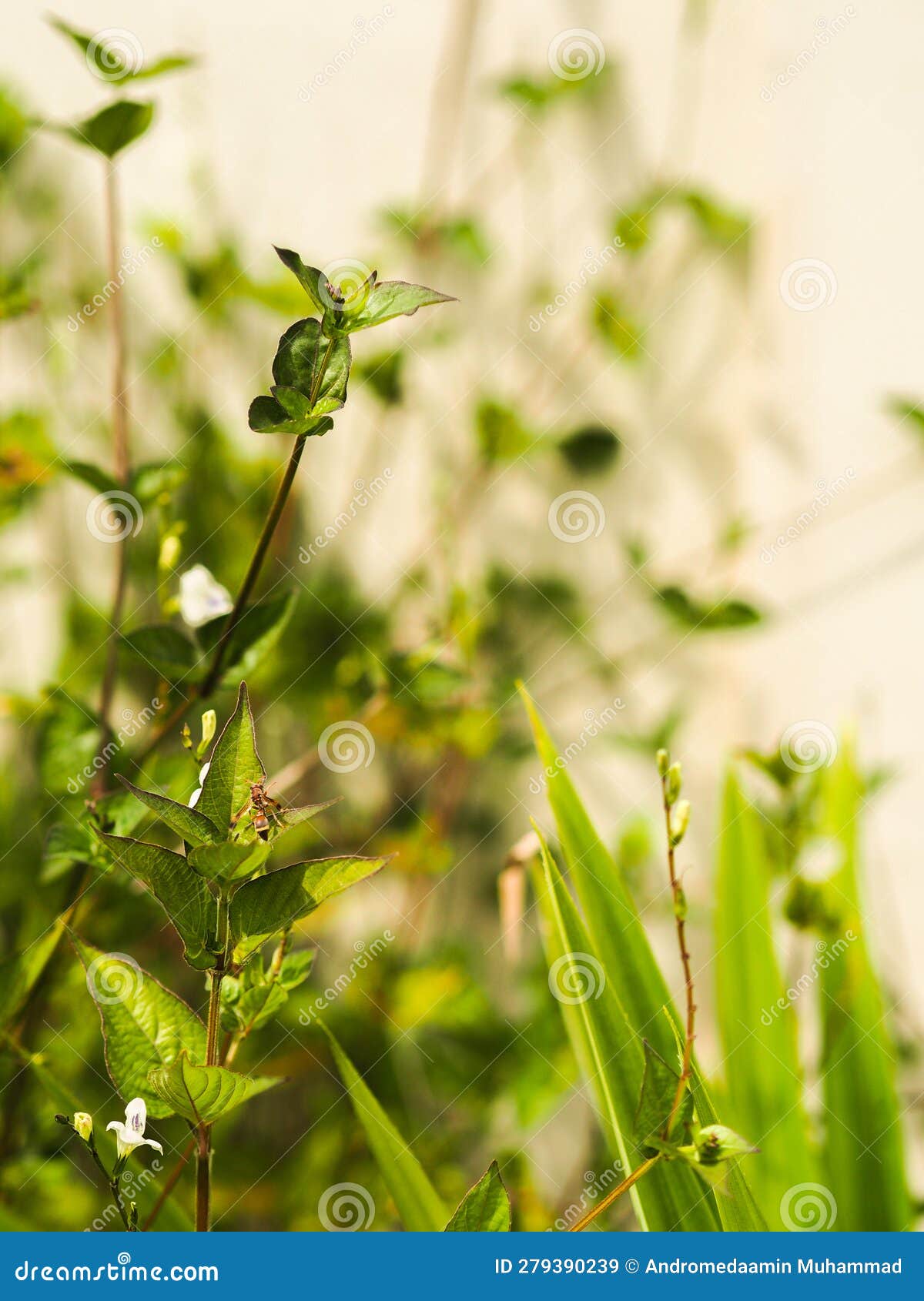 An Insect Staying among the Grass and Plants Stock Image - Image of ...