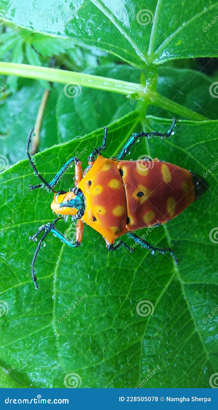 Insect Staying Leave for Eat Stock Photo - Image of insect, beautiful ...