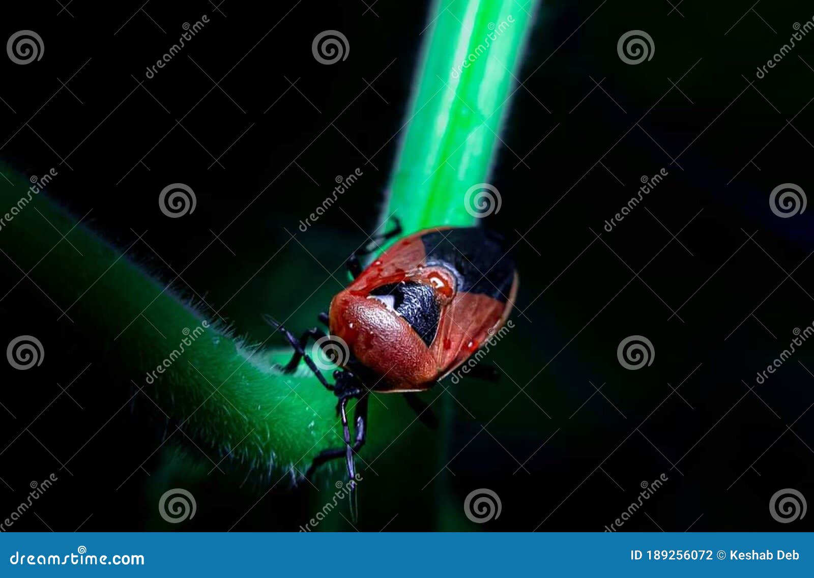 Insect and Steam stock photo. Image of flower, unknown - 189256072