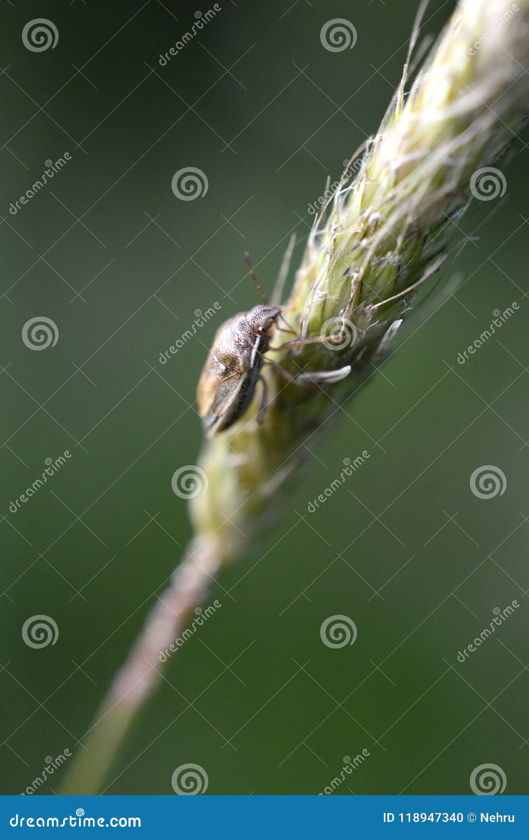 Insect on a straw stock photo. Image of plant, closeup - 118947340