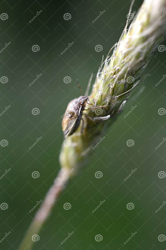 Insect on a straw stock photo. Image of plant, closeup - 118947340