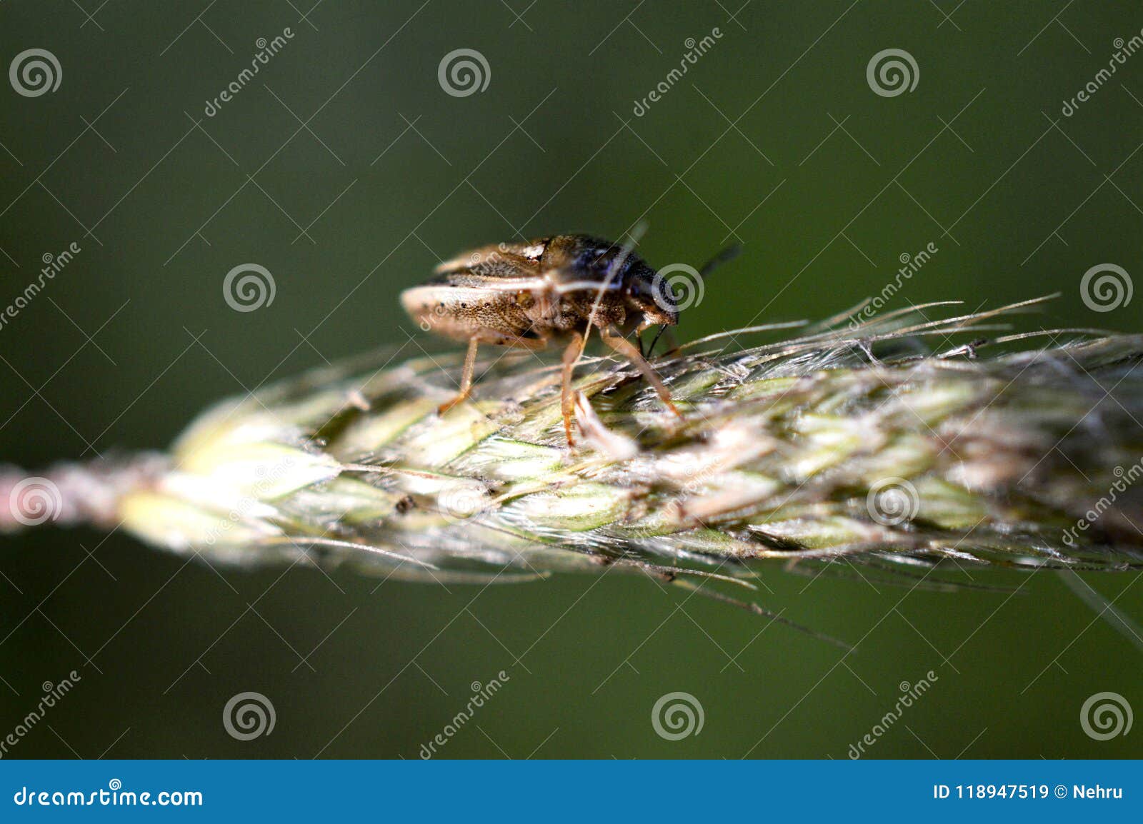 Insect on a straw stock image. Image of outdoor, plant - 118947519