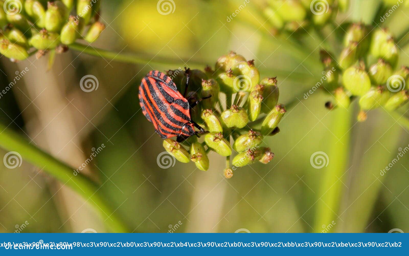 Insect, Striped Bug on the Stem of a Plant Stock Photo - Image of wing ...