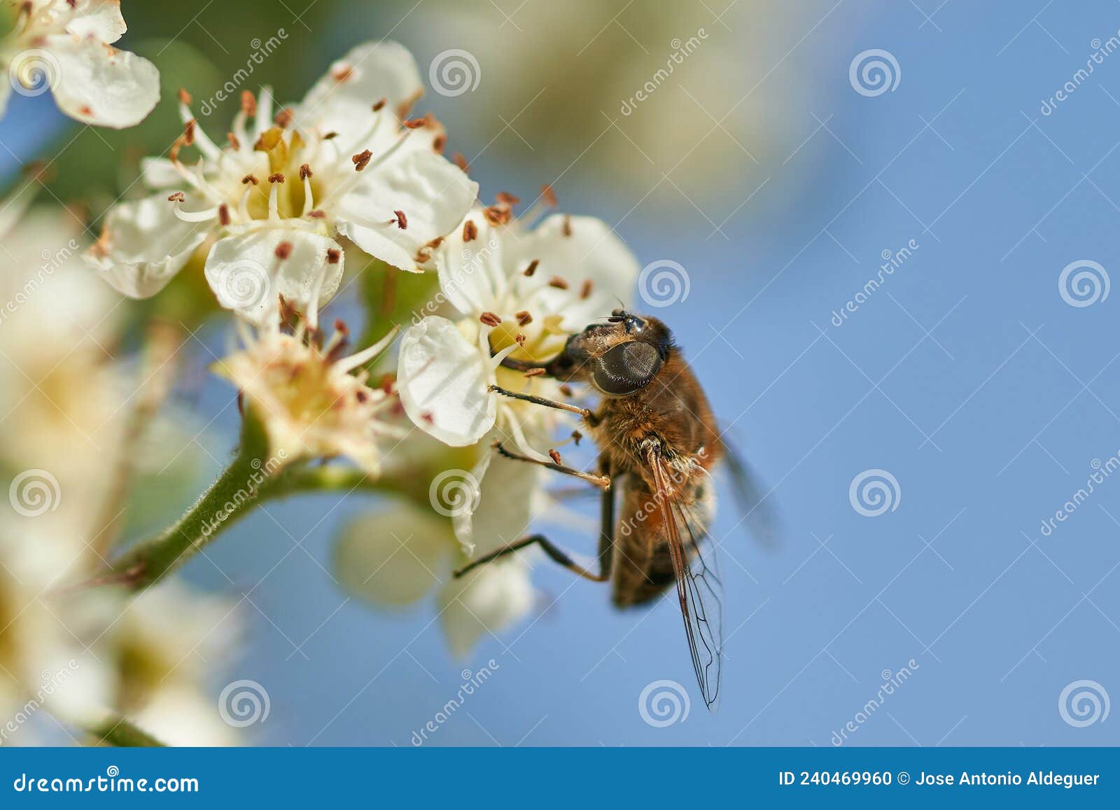 Insect Sucking Nectar on a White Flower and Blue Blur Bokeh Background ...