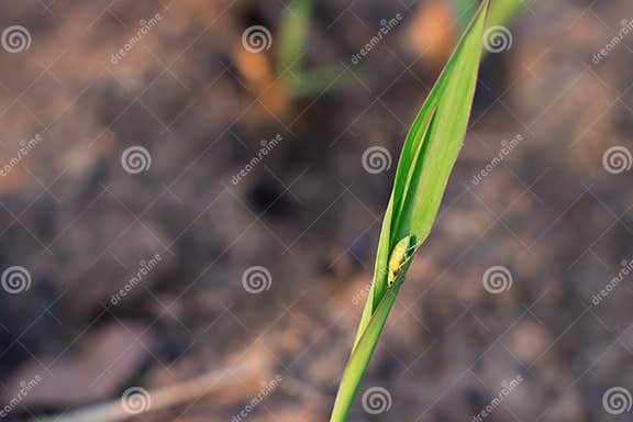 Insect on Sugar Cane Leaves. Stock Photo - Image of nature, tree: 112677352