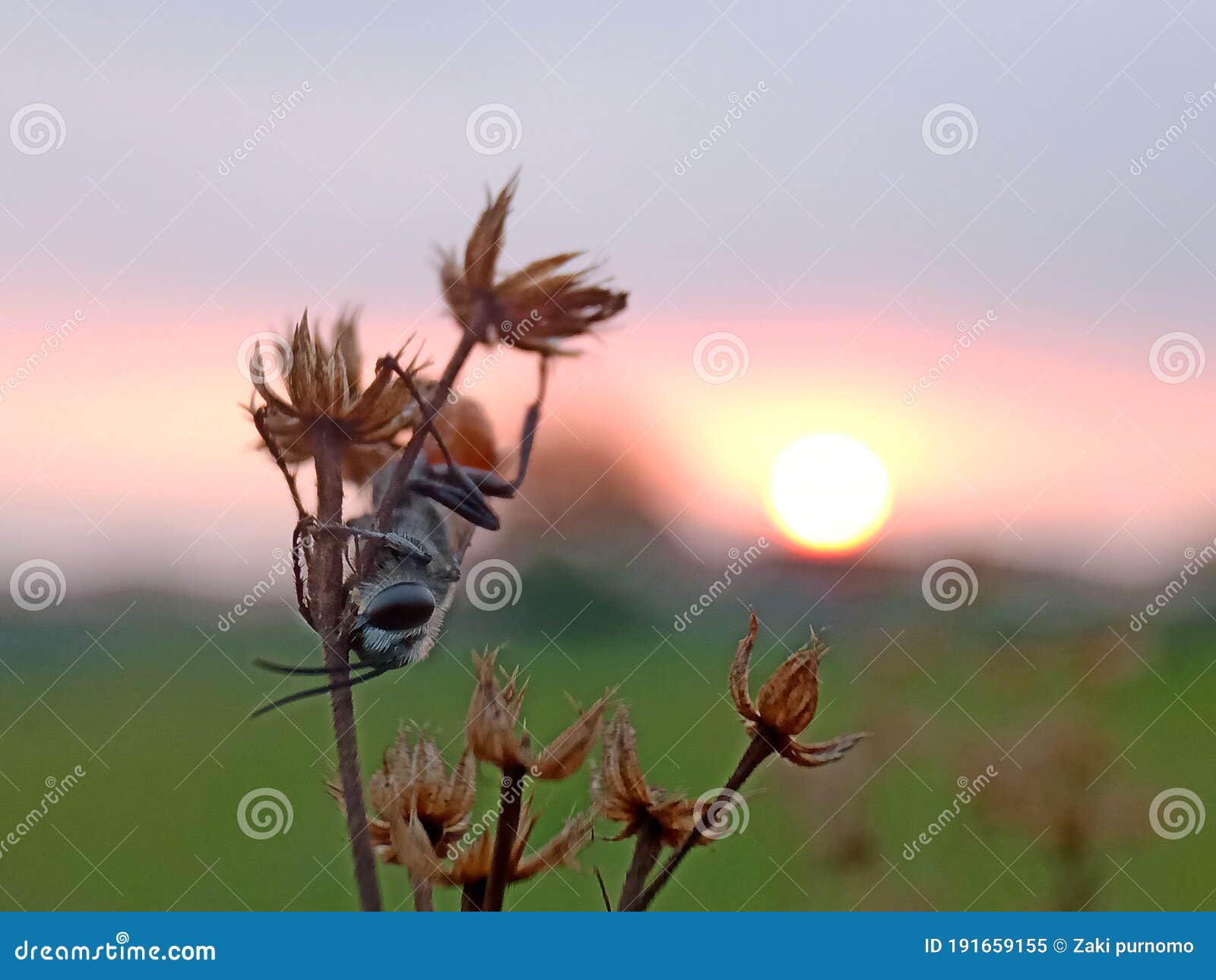 Insect and sunset stock image. Image of plant, sunset - 191659155