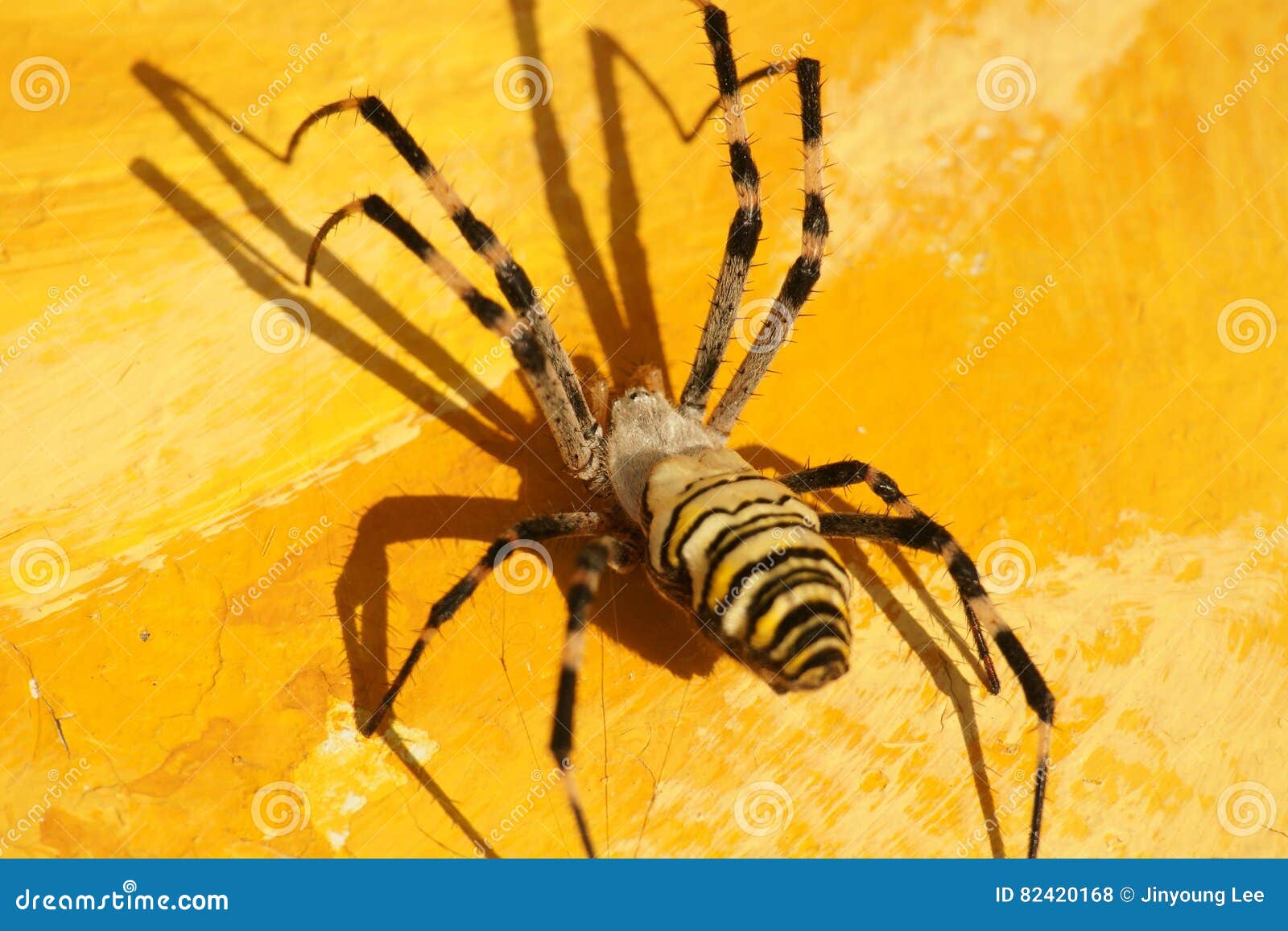 Insect stock photo. Image of nature, insects, swarm, closeup - 82420168